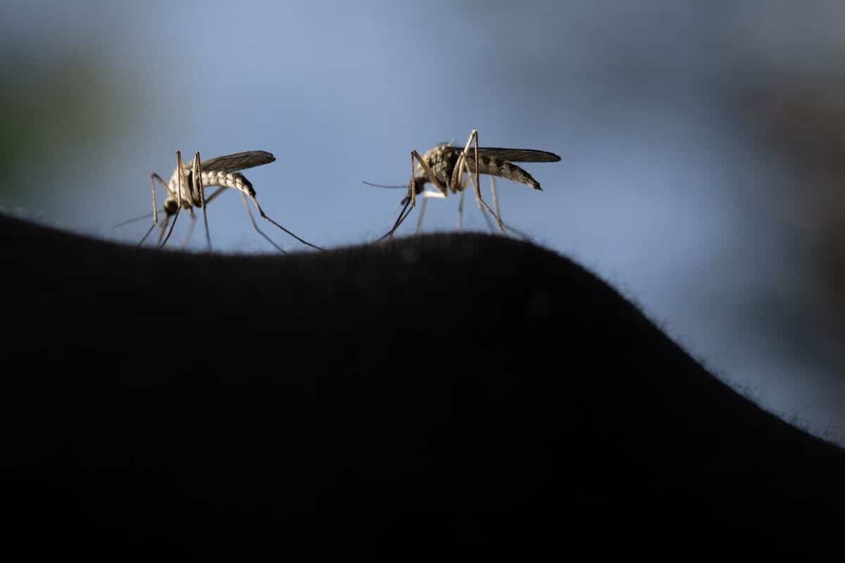 Des maringouins provoquent les premiers cas de malaria en 20 ans aux ...