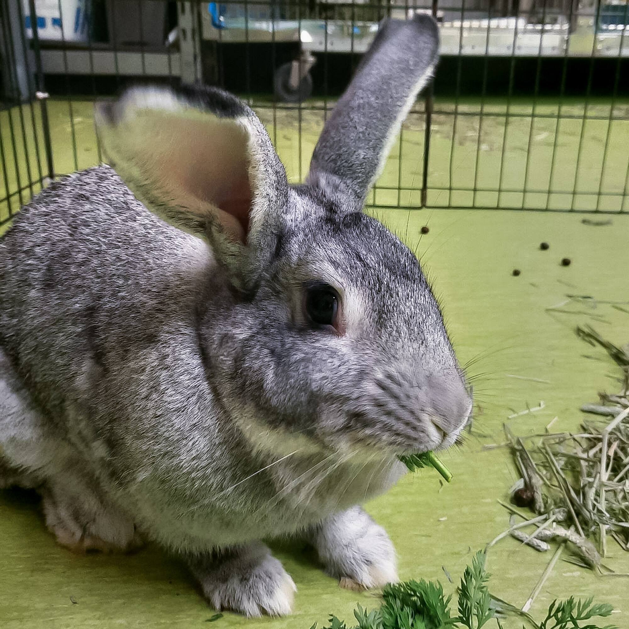 Pebbles, une adorable lapine géante, n'attend que vous | Salut Bonjour