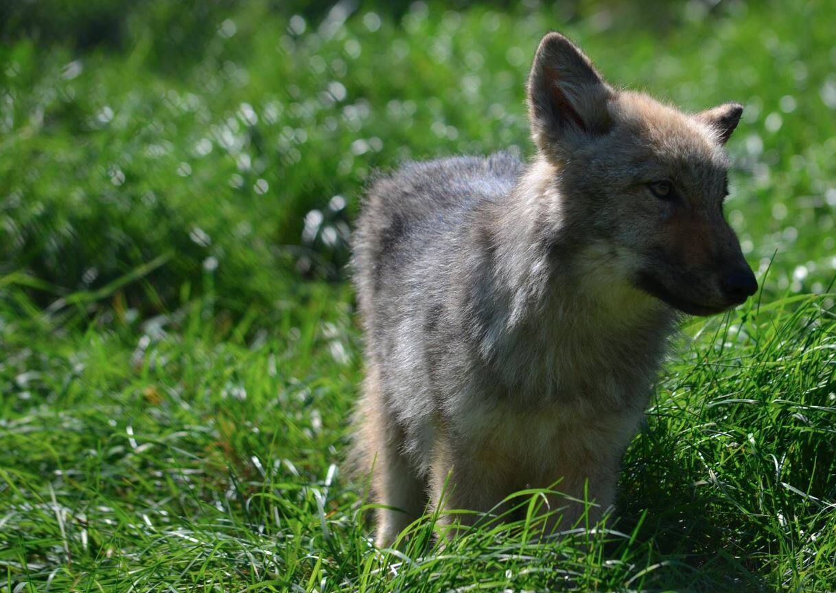 Le Zoo Ecomuseum pleure la perte de la louve Palla | TVA Nouvelles