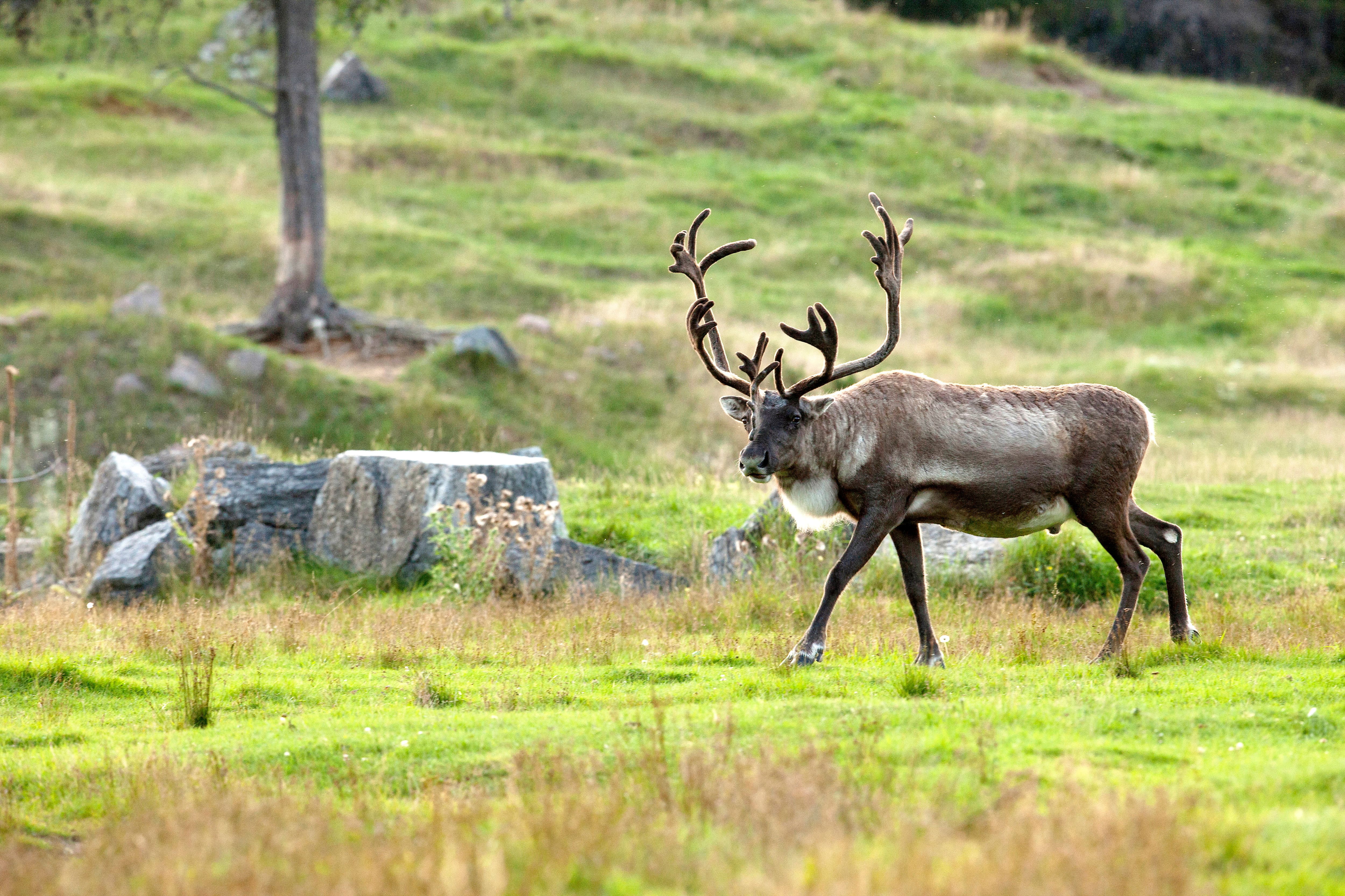 Destination Québec: 5 parcs animaliers incontournables | JDM