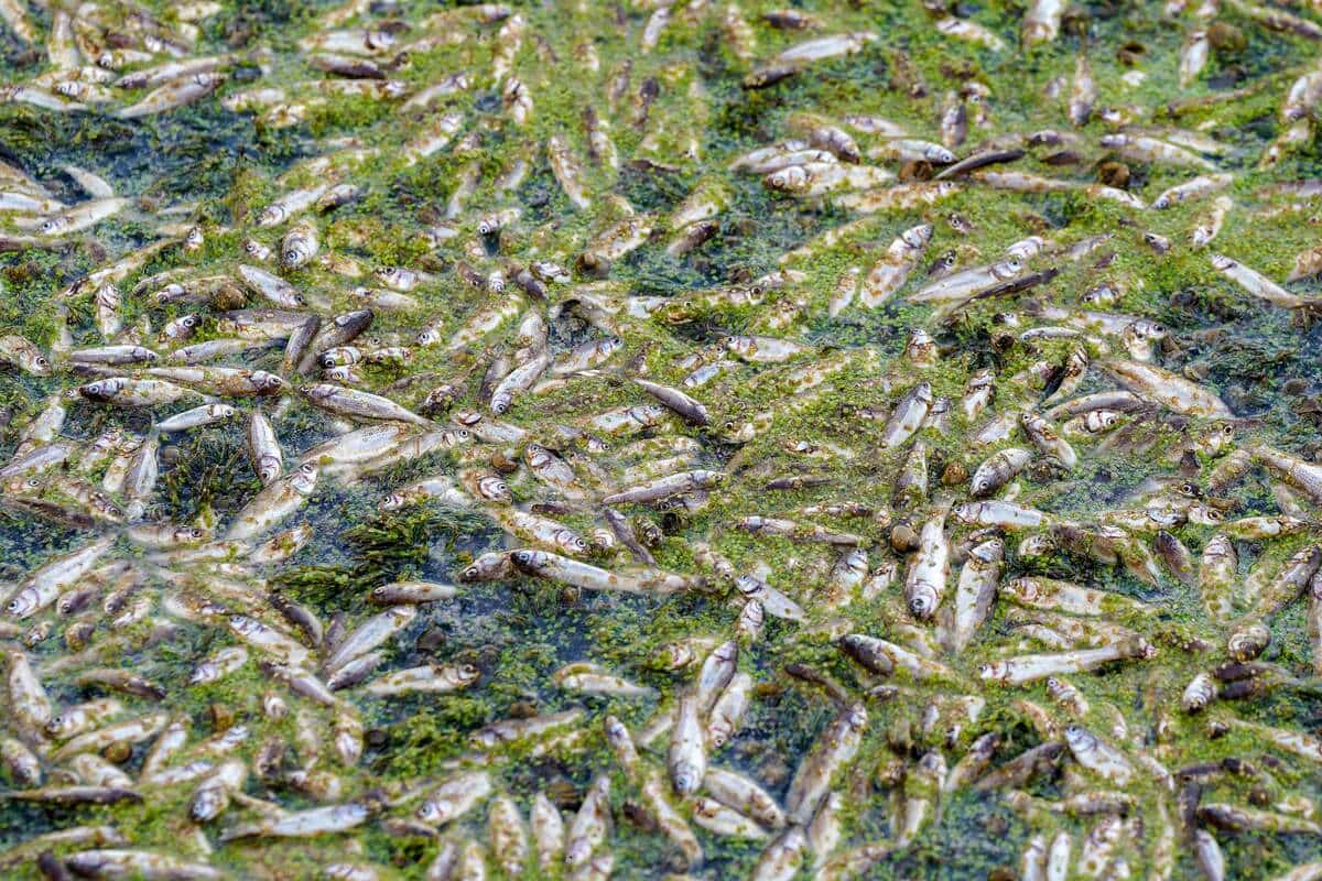 Irak: enquête sur de grandes quantités de poissons morts dans un marais ...