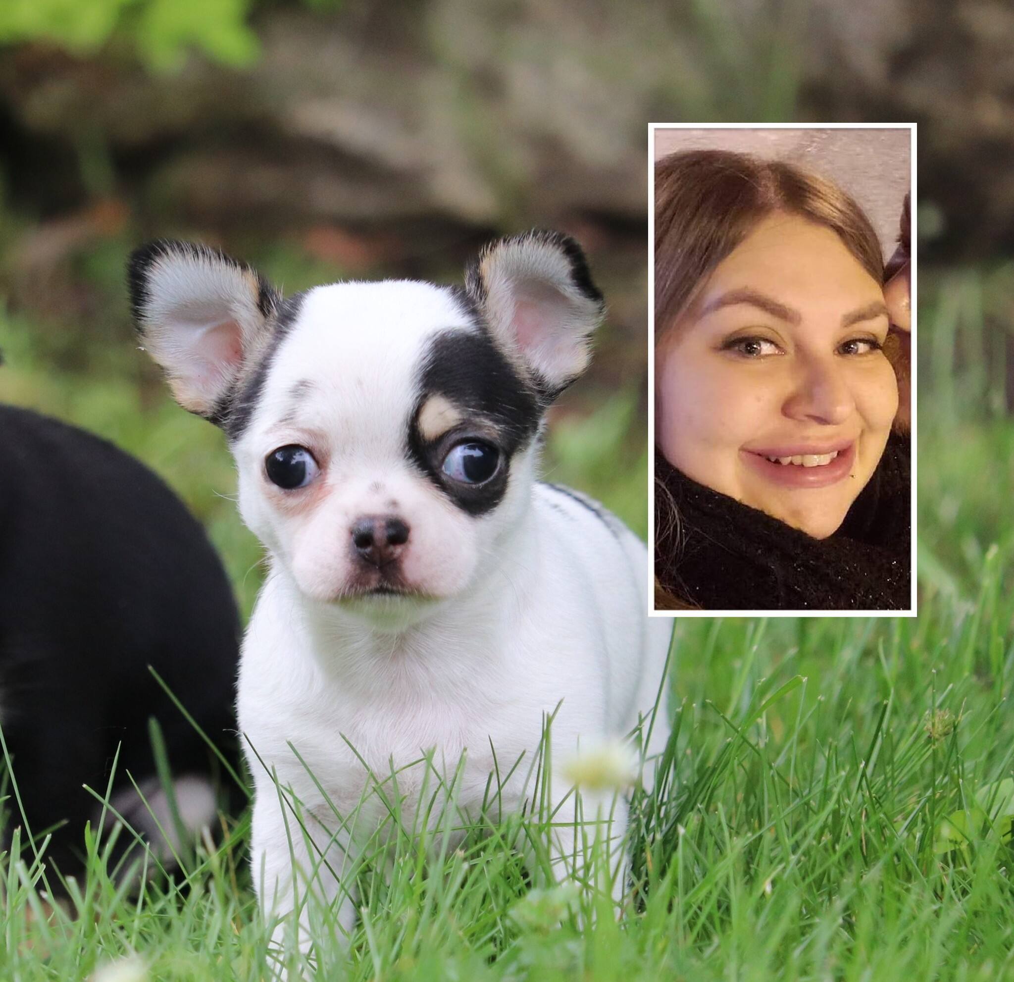 Machu Pitou Chihuahua: enquête ouverte sur cette éleveuse de chihuahuas ...