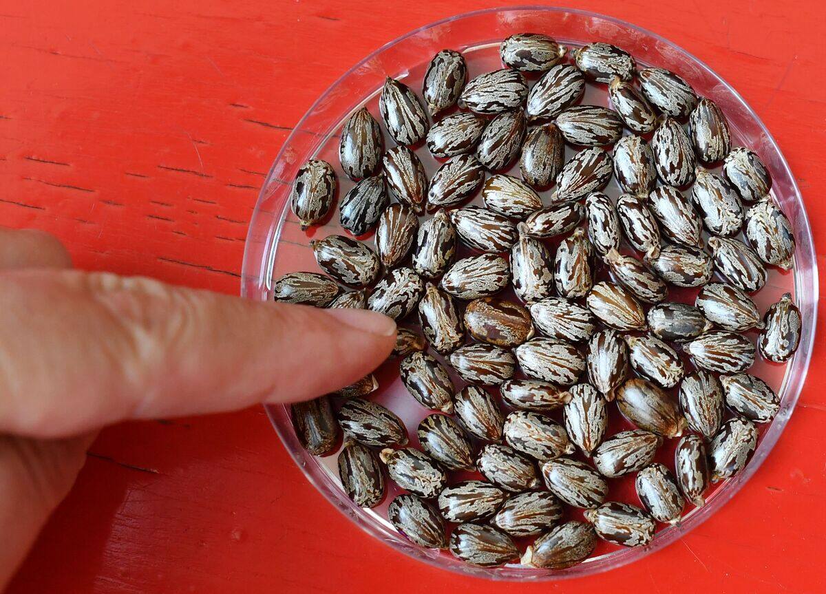 Que sait-on de la ricine, le poison végétal utilisé dans STAT? | 24 heures