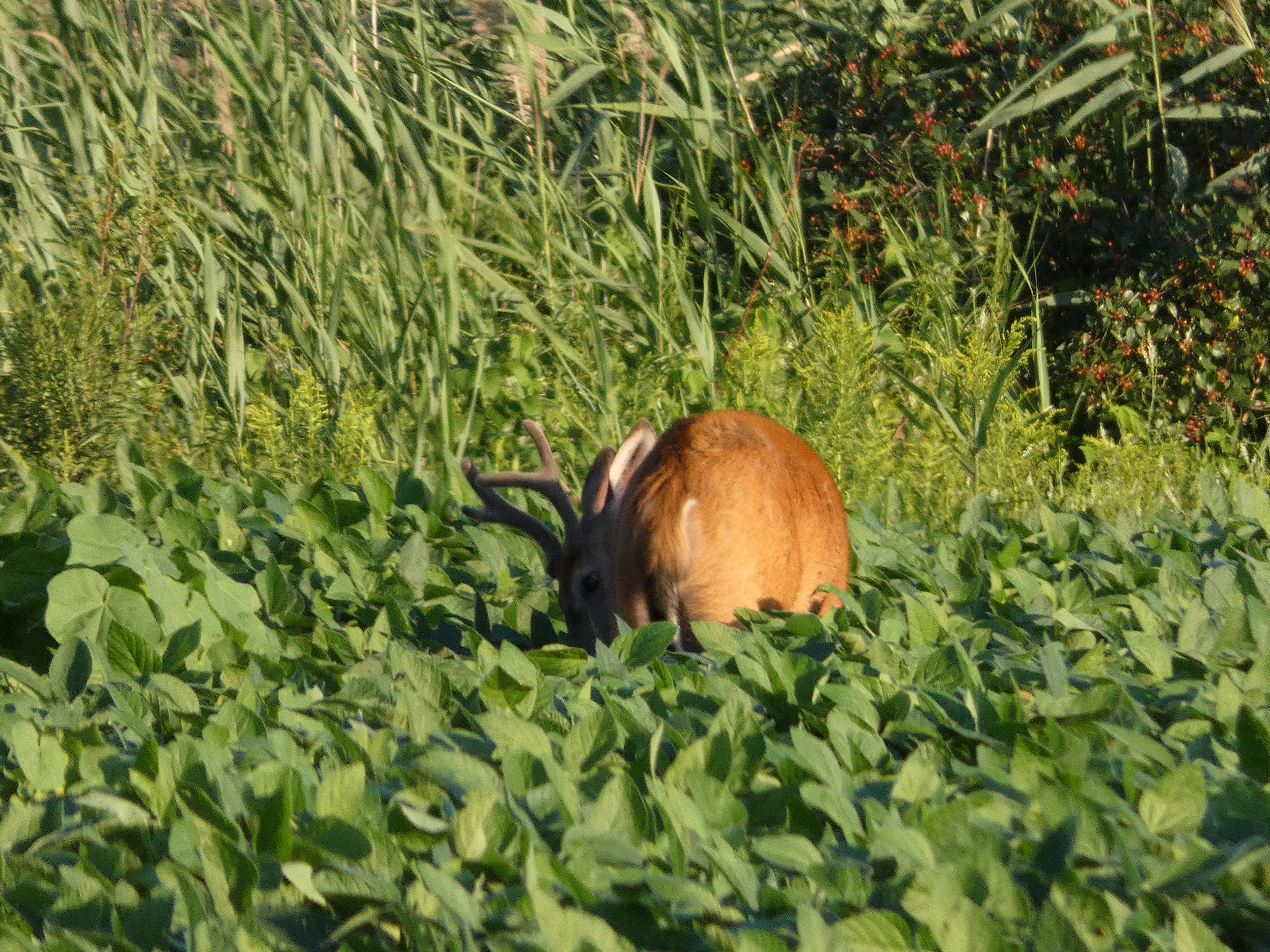 Chevreuil: apprenez à bien identifier les champs de culture | JDQ