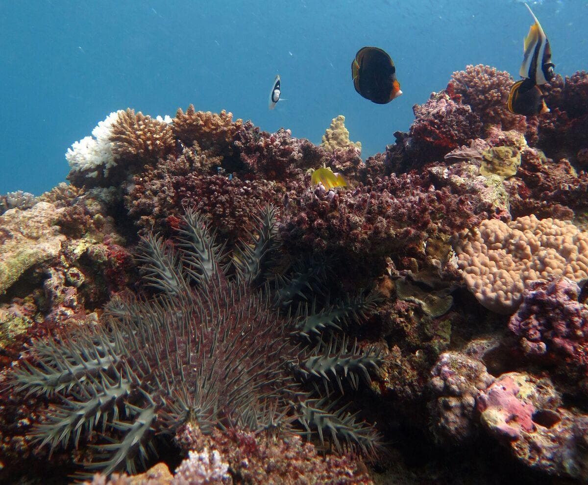 Des populations de coraux survivent mieux au blanchiment en l'absence ...