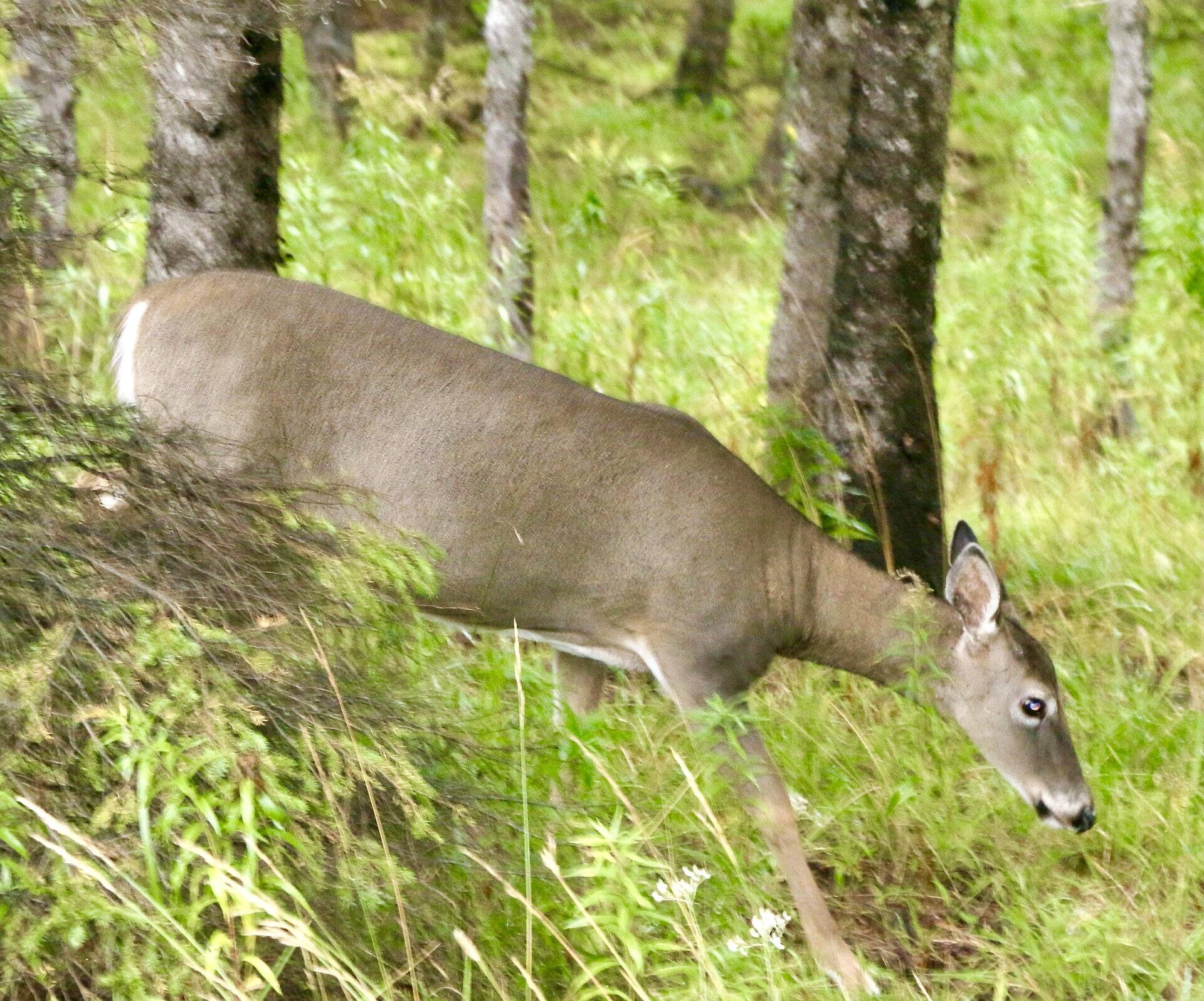 Consultation sur la taille légale des bois pour la chasse au cerf de ...