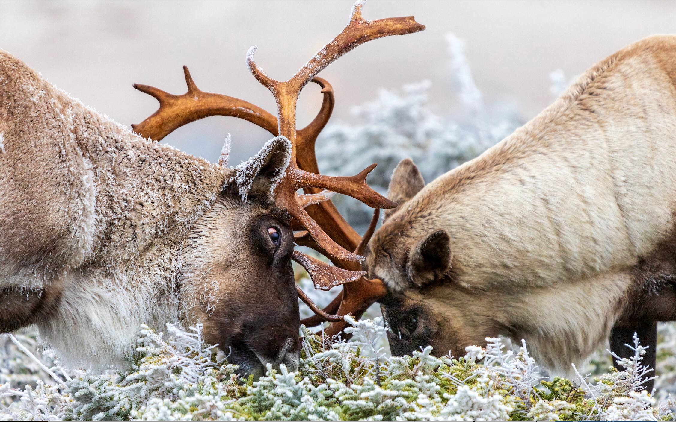 «Tout ce que ça prend, c’est de la volonté politique»: le caribou ...