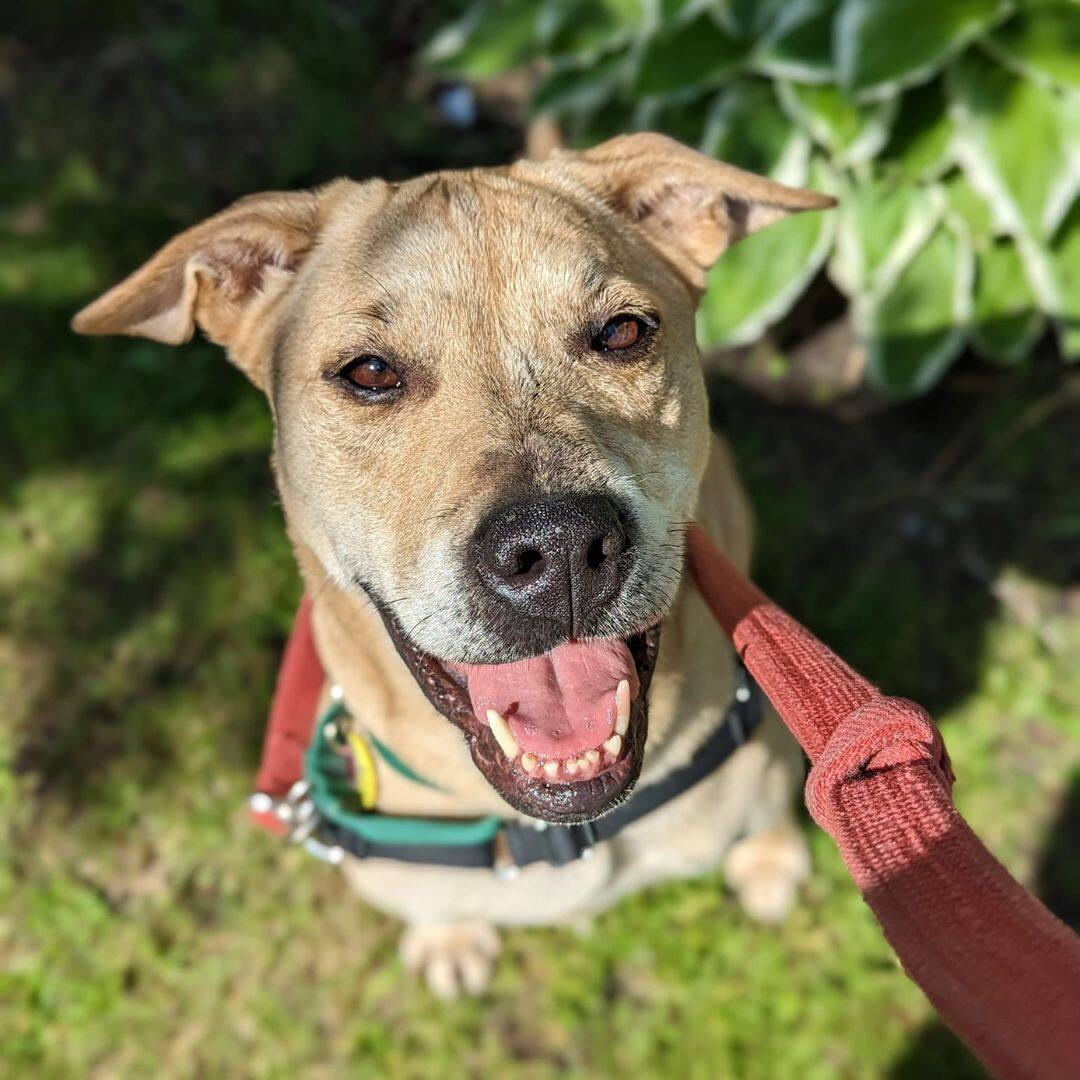 Donnez une seconde chance à la chienne, Fifille | Salut Bonjour