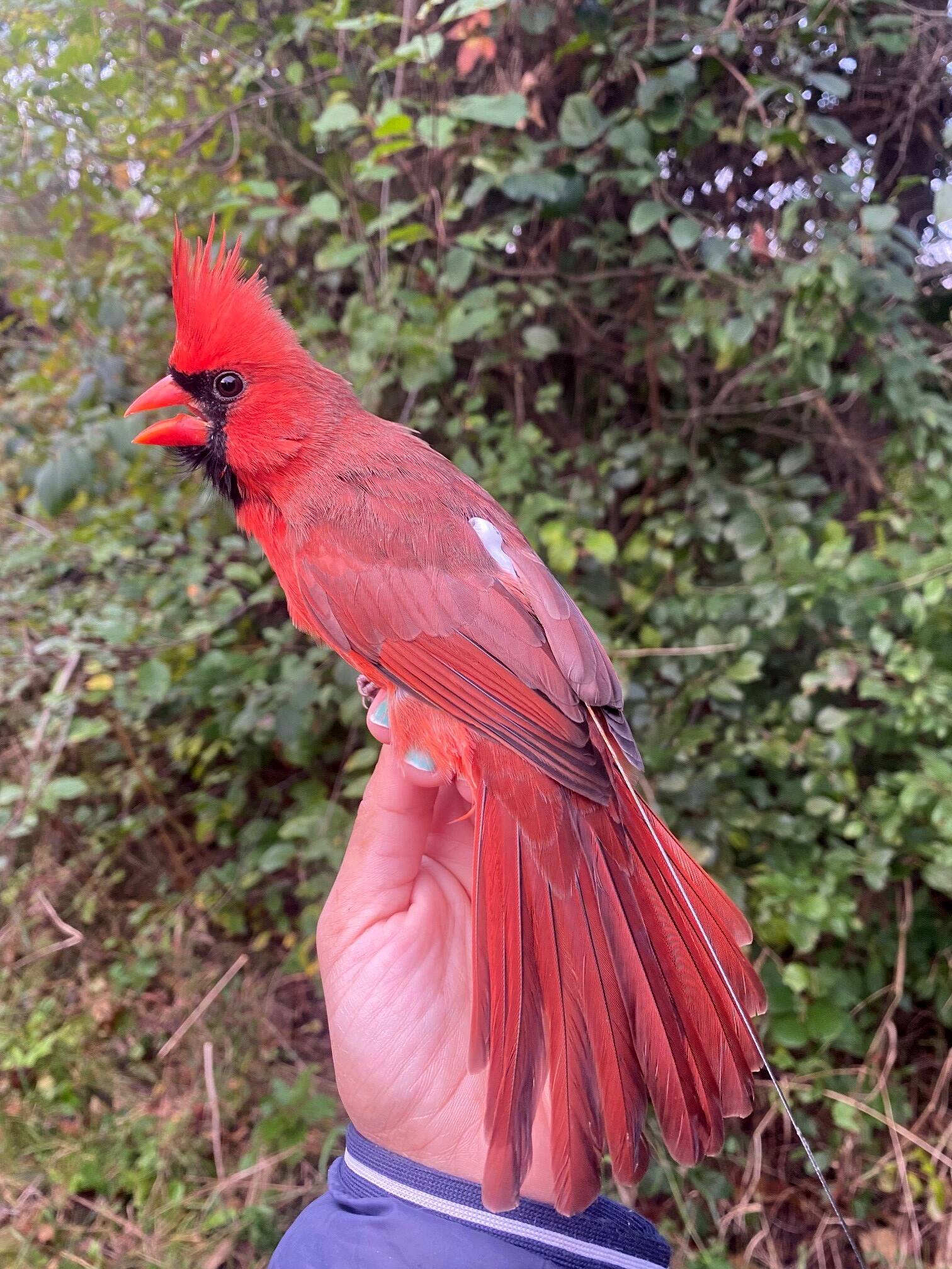 Le cardinal rouge a choisi le Québec comme terre d’accueil et voici ...