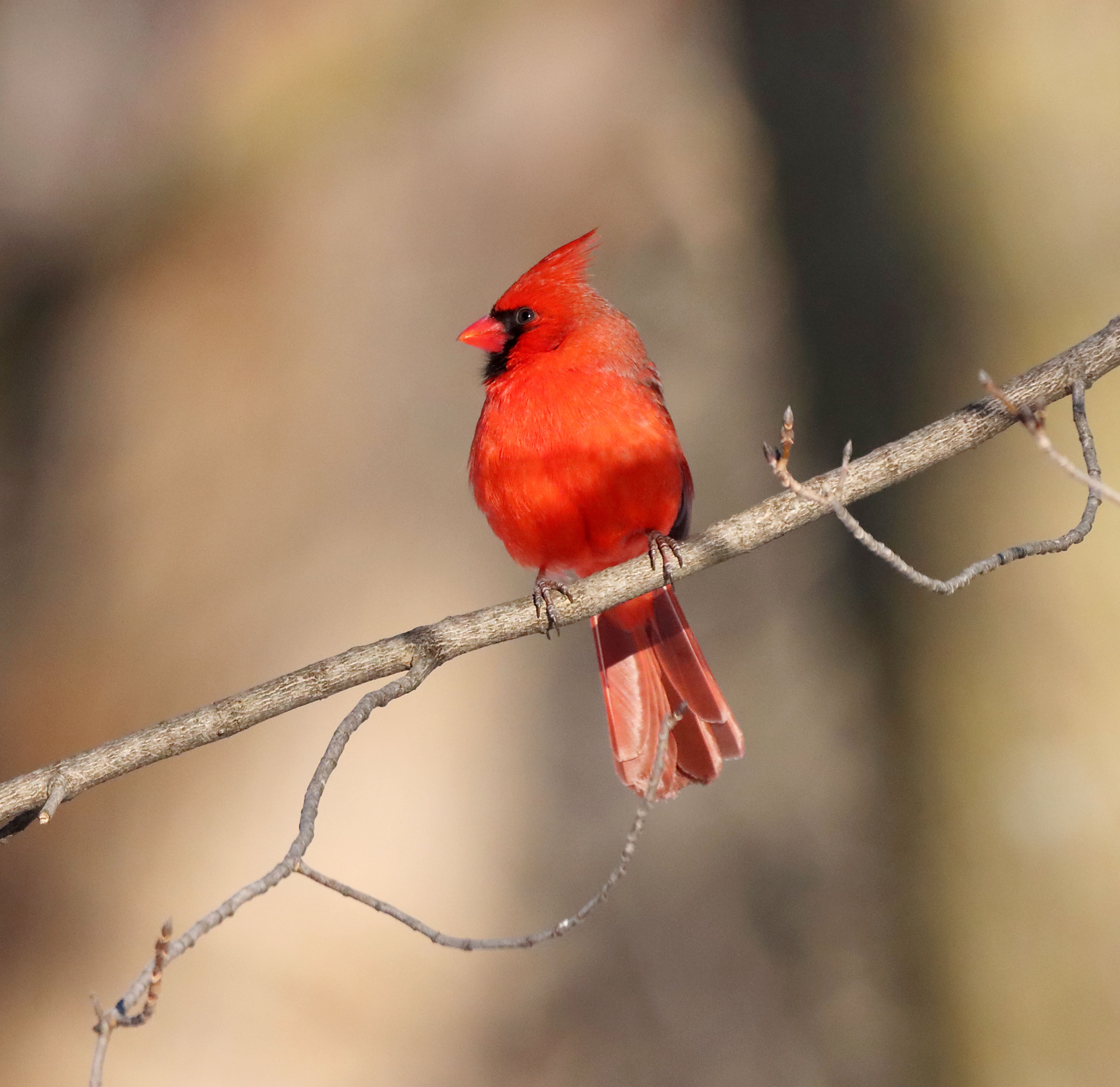 Le cardinal rouge a choisi le Québec comme terre d’accueil et voici ...