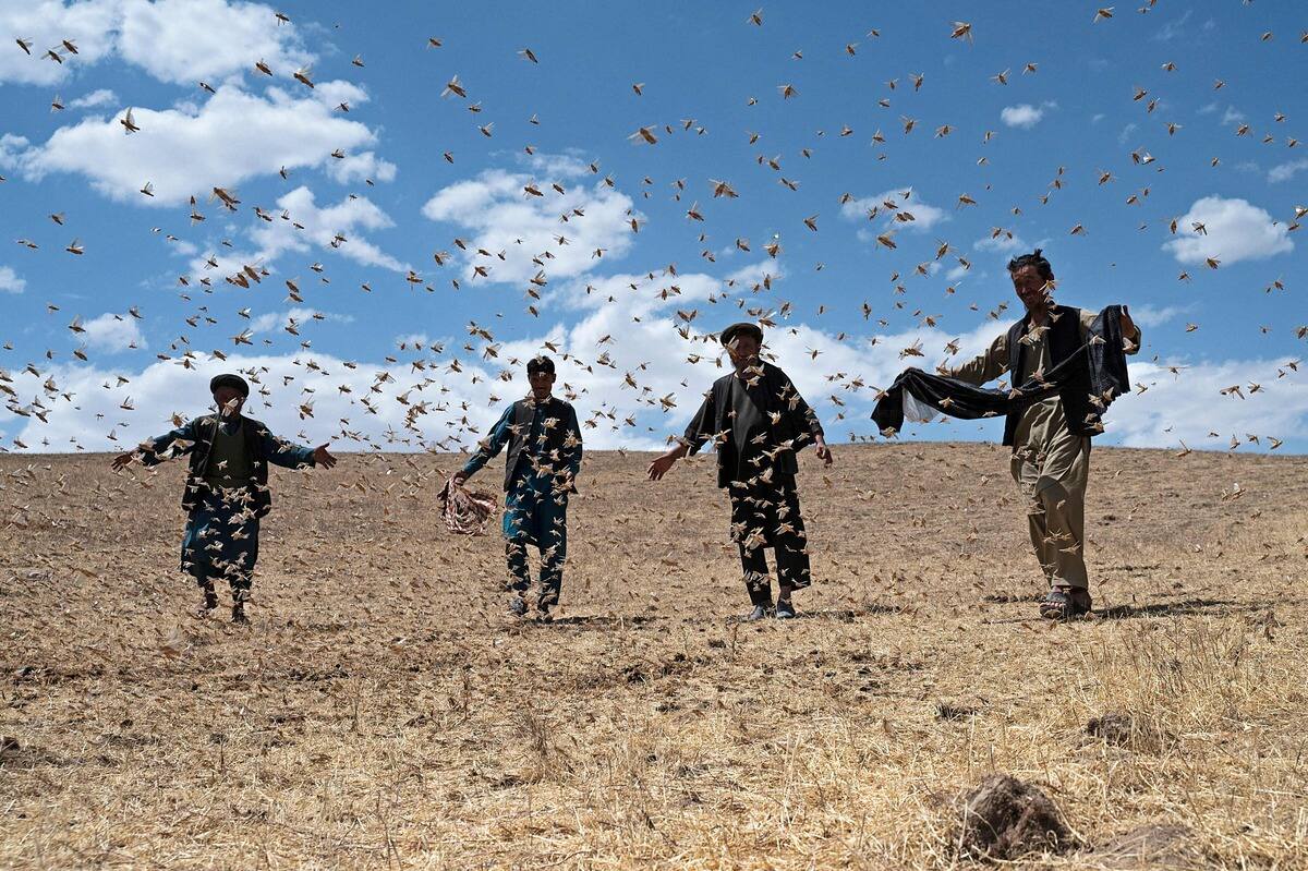 [PHOTOS] Invasion de centaines de milliers de criquets en Afghanistan ...