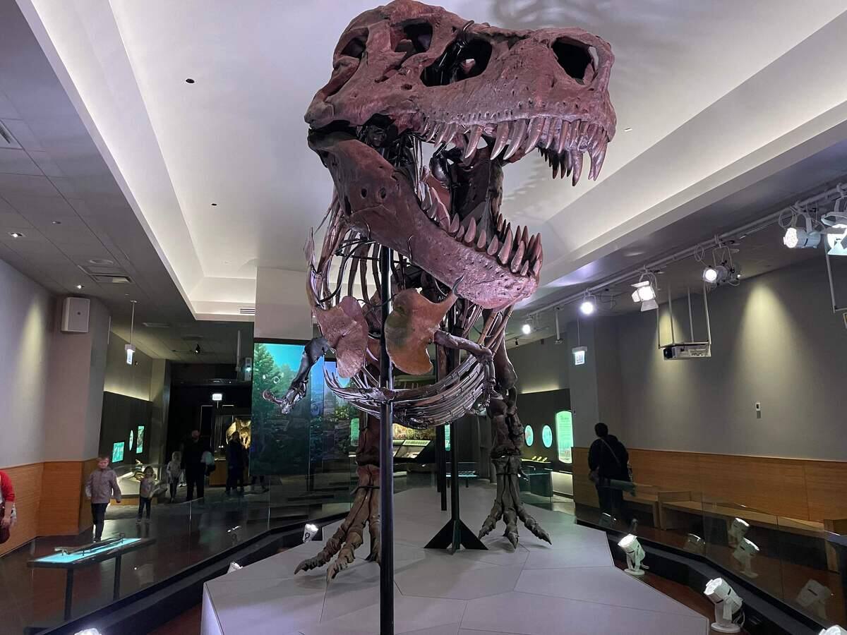 Les dents acérées des T-Rex étaient recouvertes par des lèvres, selon ...