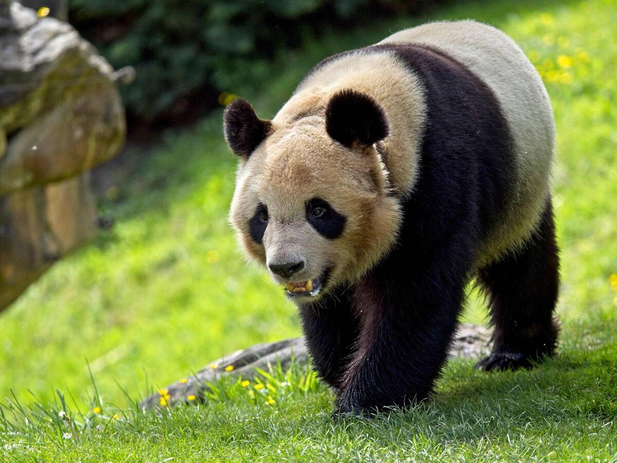 Devrait-on fermer et interdire les zoos? | TVA Nouvelles