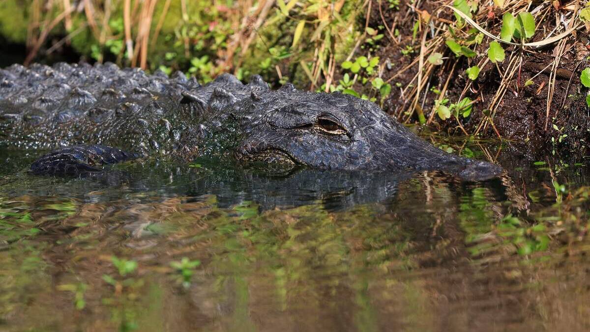 Floride: un homme de 72 ans victime d’un alligator | JDM Floride: un homme de 72 ans victime d’un alligator | JDM