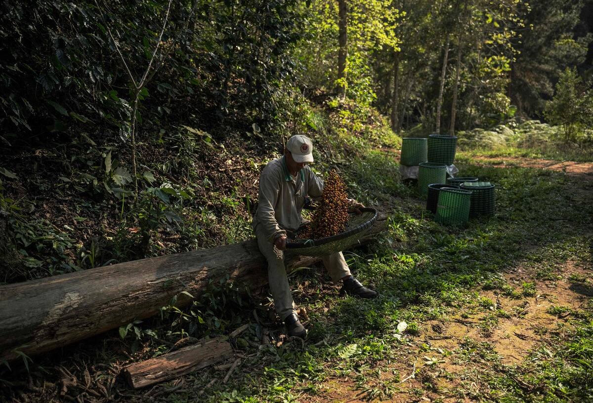 Un café brésilien ultra dispendieux est recueilli dans du caca d ...