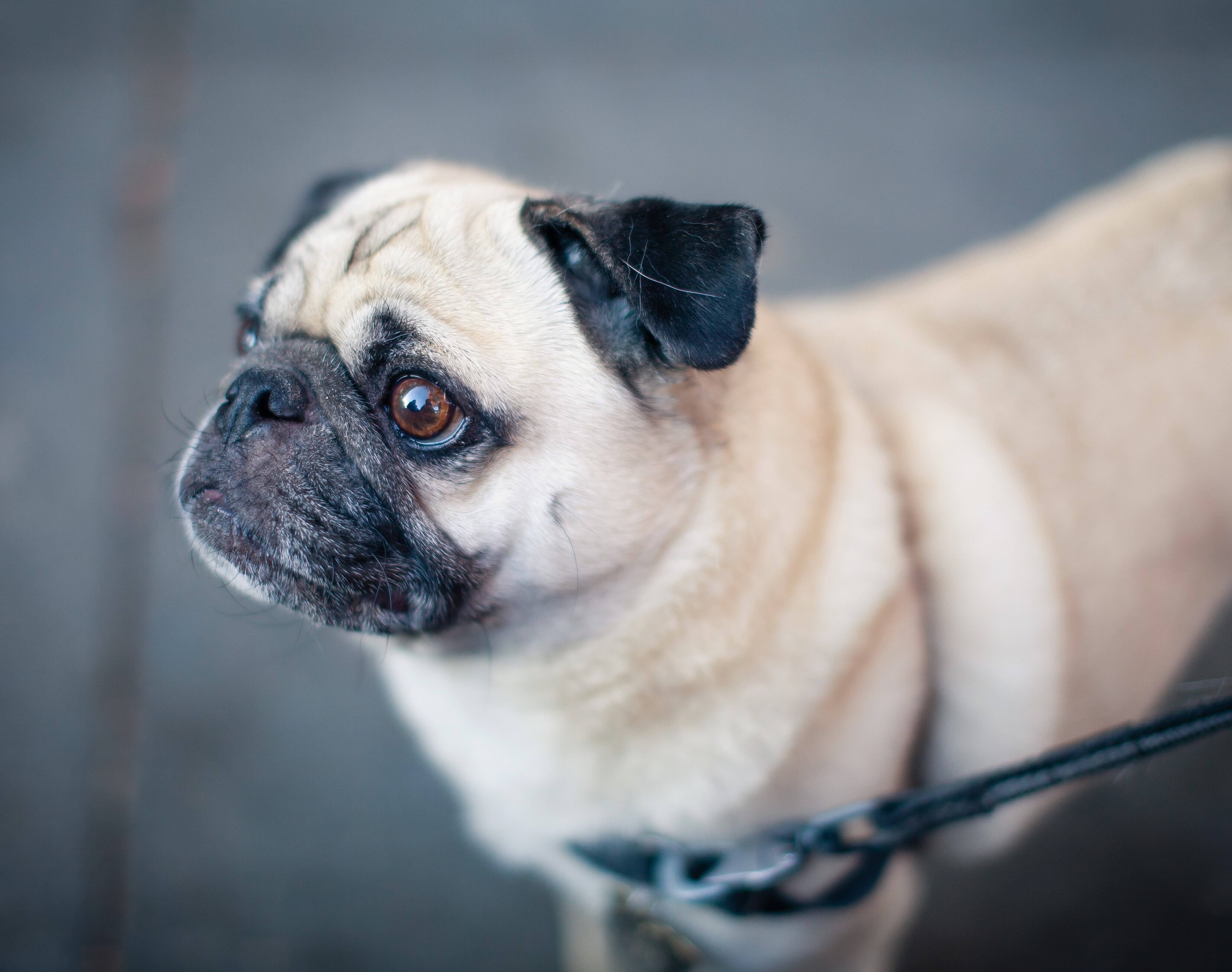 Une immense rencontre pour tous les amoureux des Pugs aura lieu dans un ...
