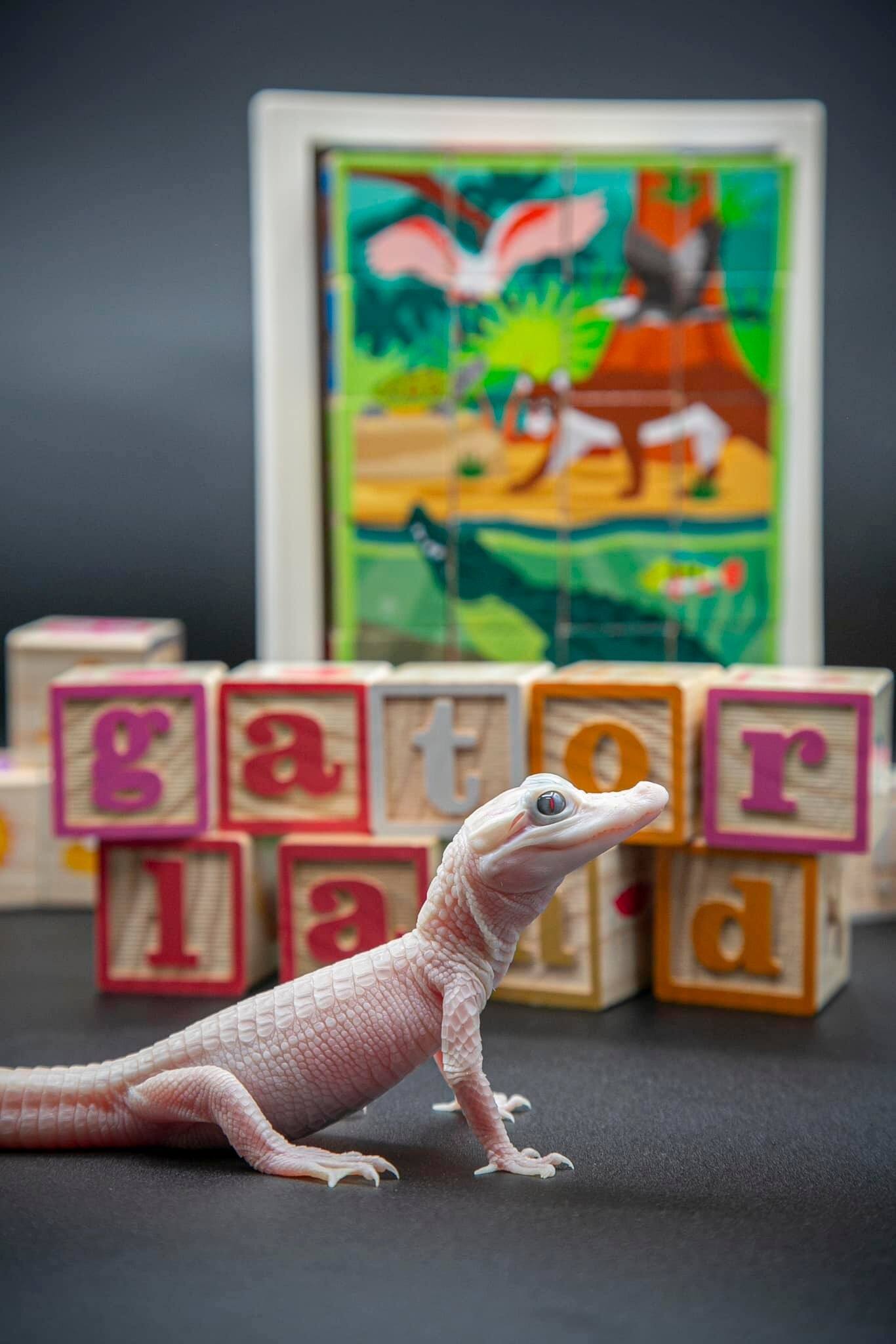 EN IMAGES | Un très rare alligator blanc nait dans un zoo en Floride ...
