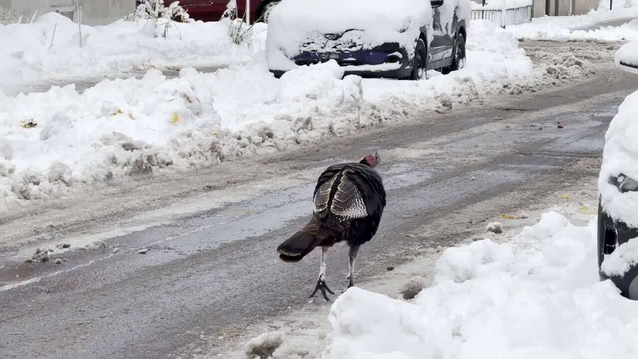 [EN IMAGES] Une dinde noire en cavale dans les rues de Montréal | JDM