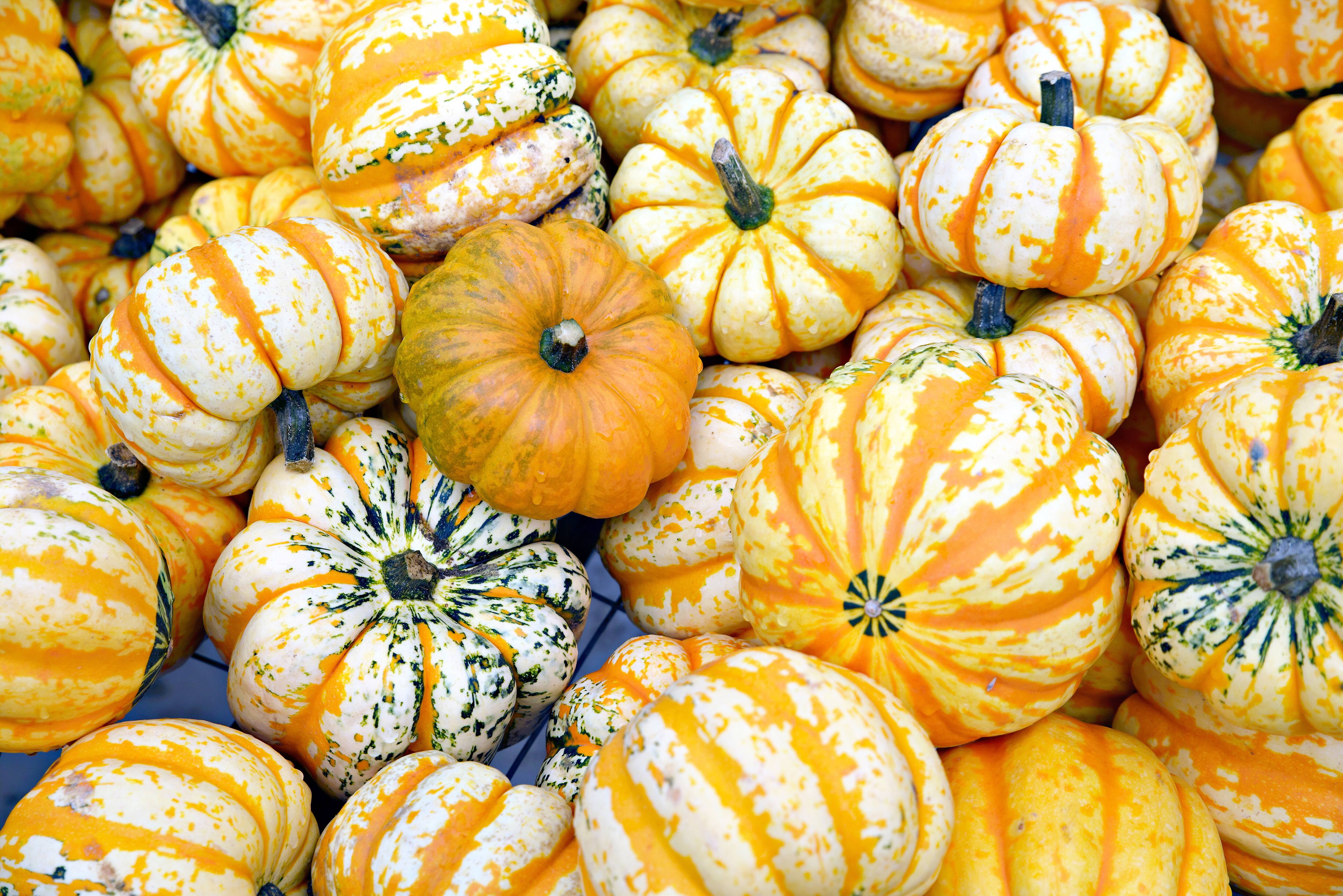 Voici quoi faire en cuisine avec ces 7 variétés de courge | JDM