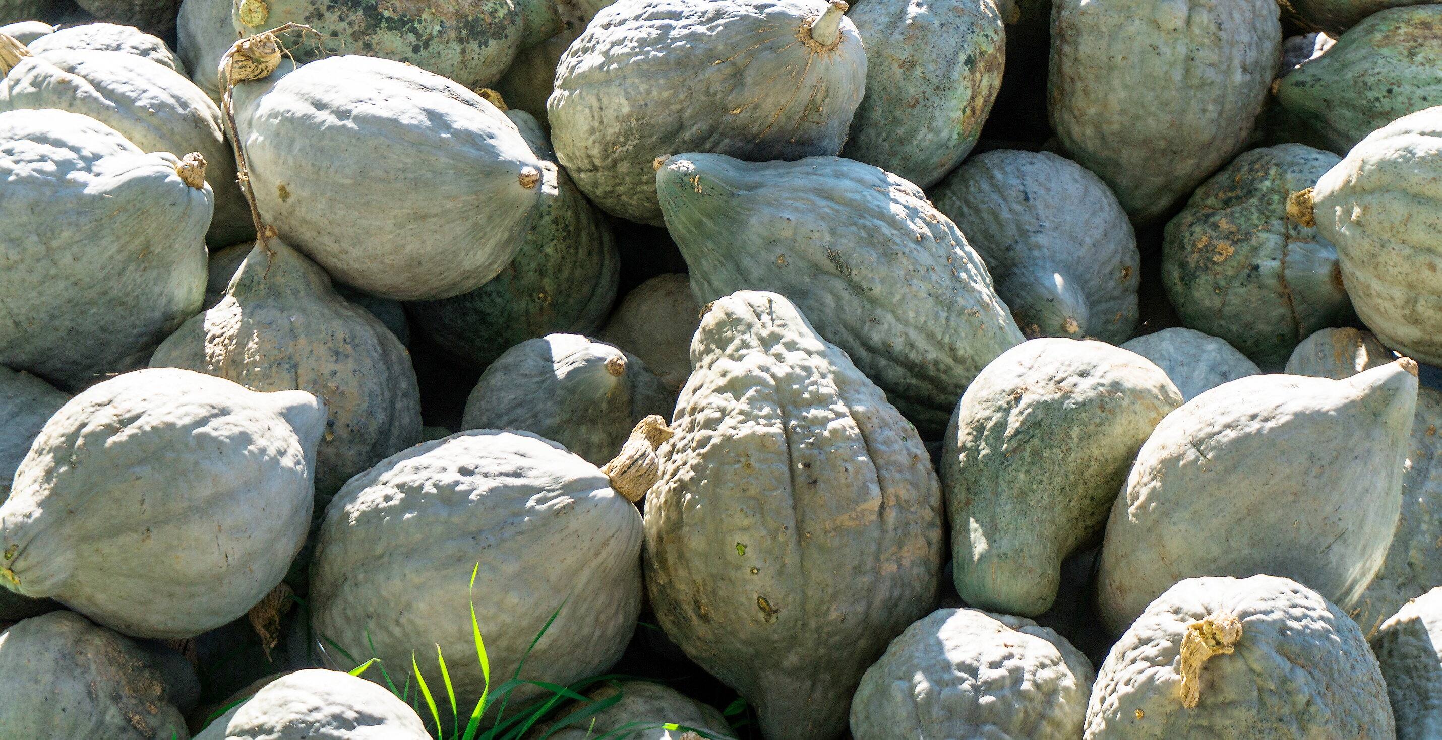 Voici quoi faire en cuisine avec ces 7 variétés de courge | JDM