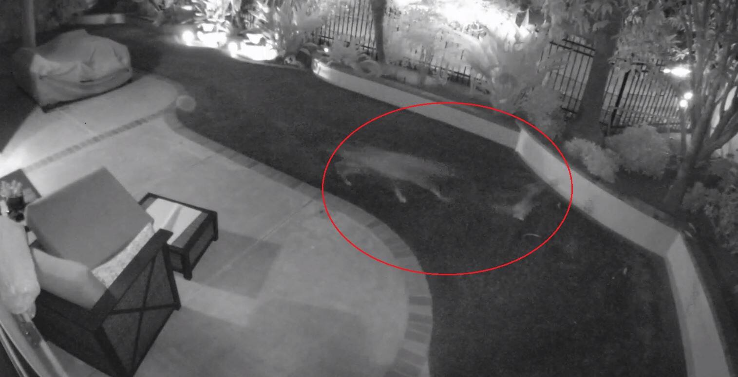 EN VIDÉO | Un petit chien vole au secours de son compagnon attaqué par ...