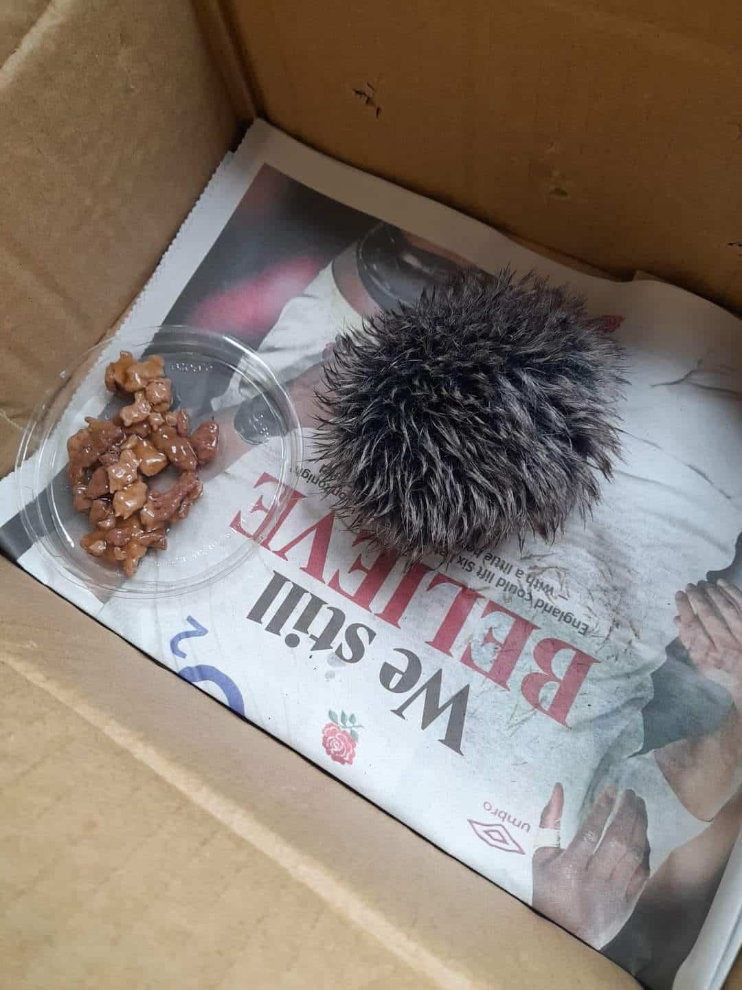 Persuadée d’avoir secouru un bébé hérisson, elle débarque chez le ...