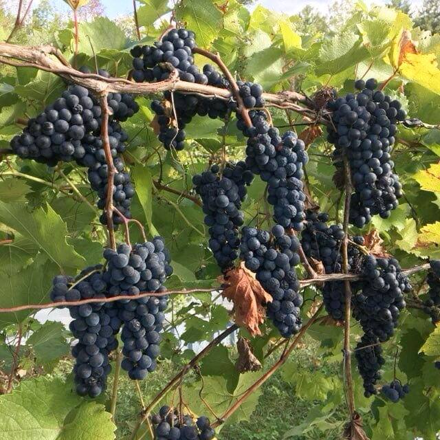 «C’est très rare de voir autant de beaux fruits»: une saison ...