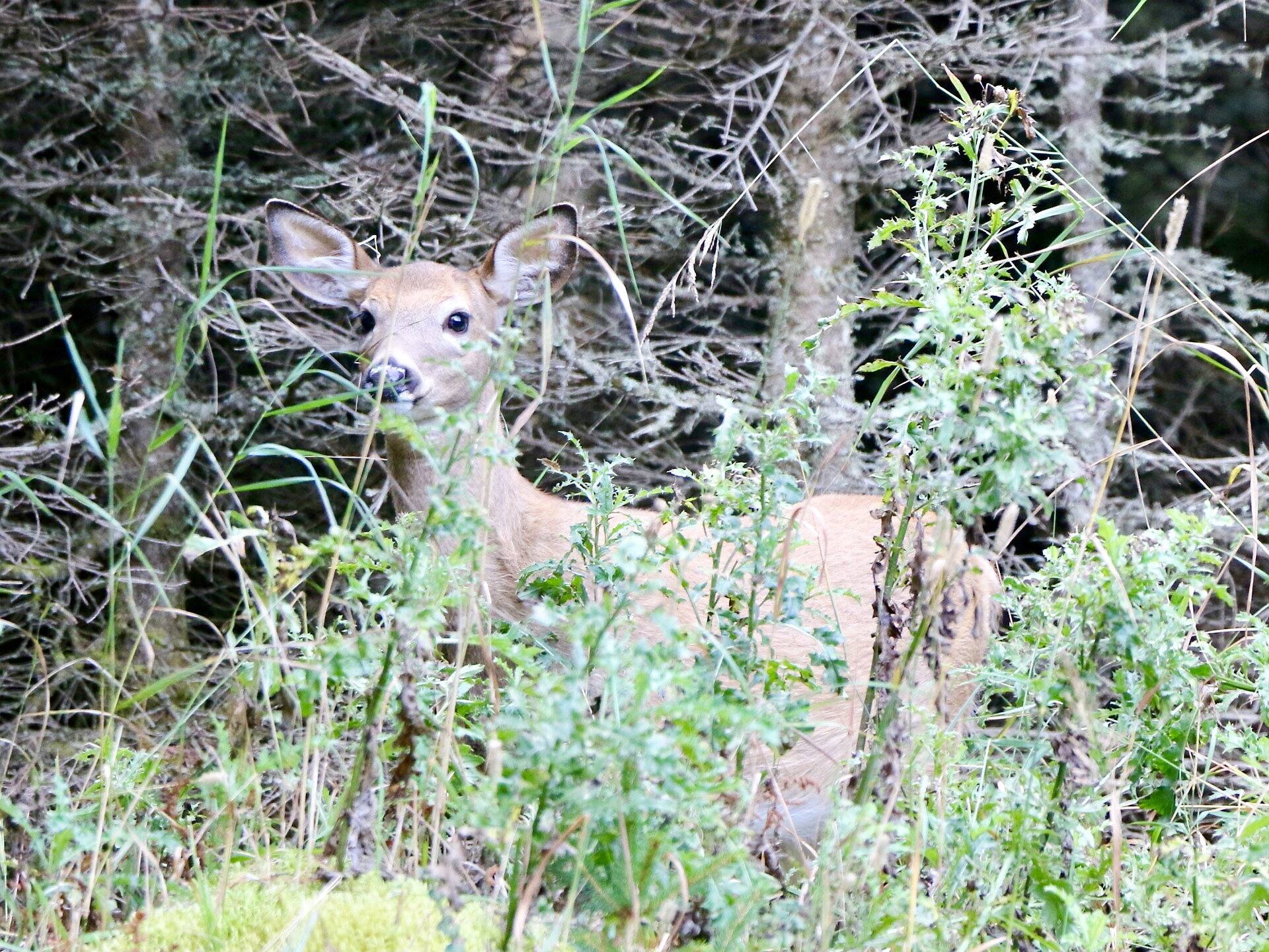 Moins de contraintes pour les chasseurs avec la MDC des cervidés | JDM