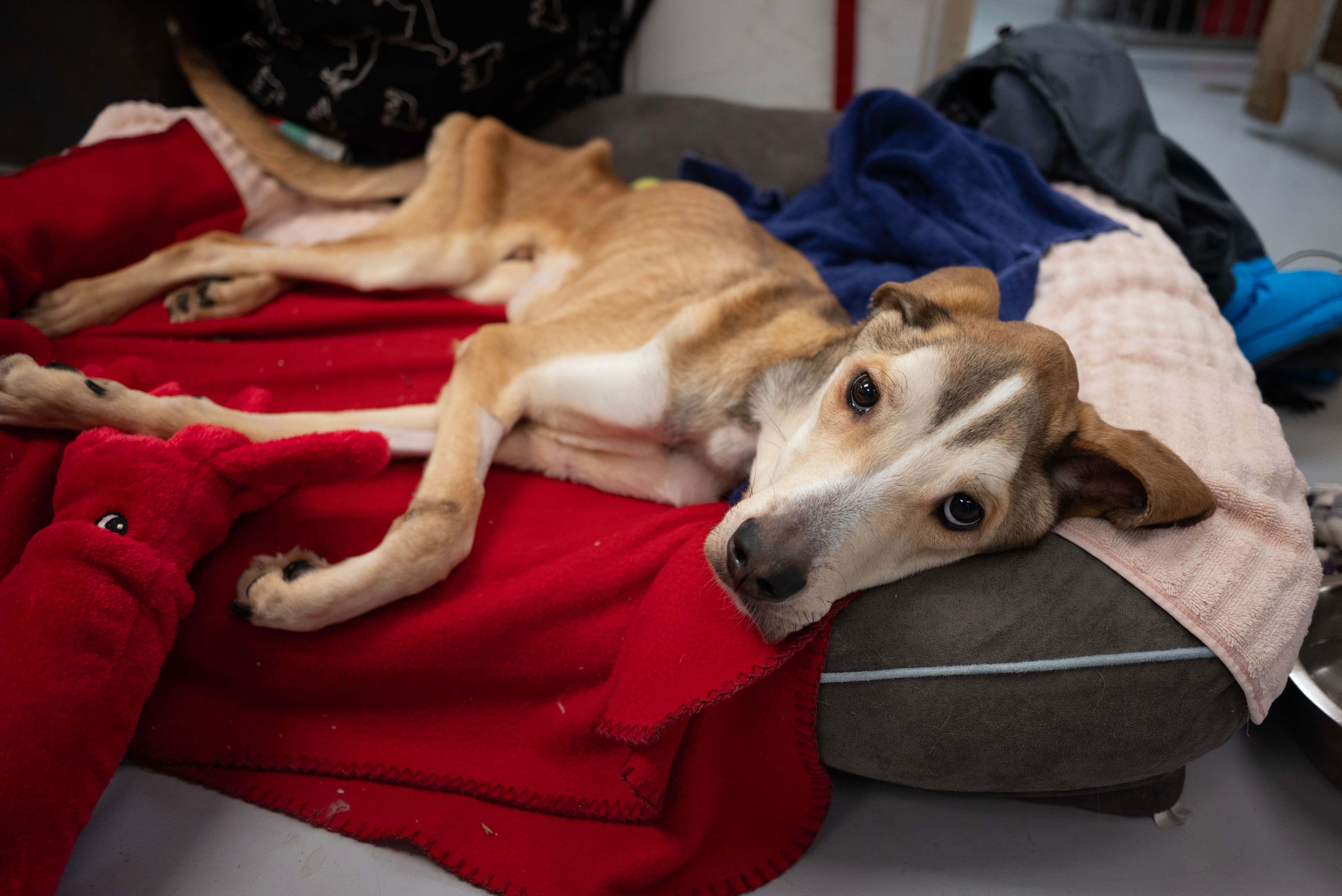 «On veut en faire plus»: une ligne d’urgence 24/7 à la SPCA pour ...