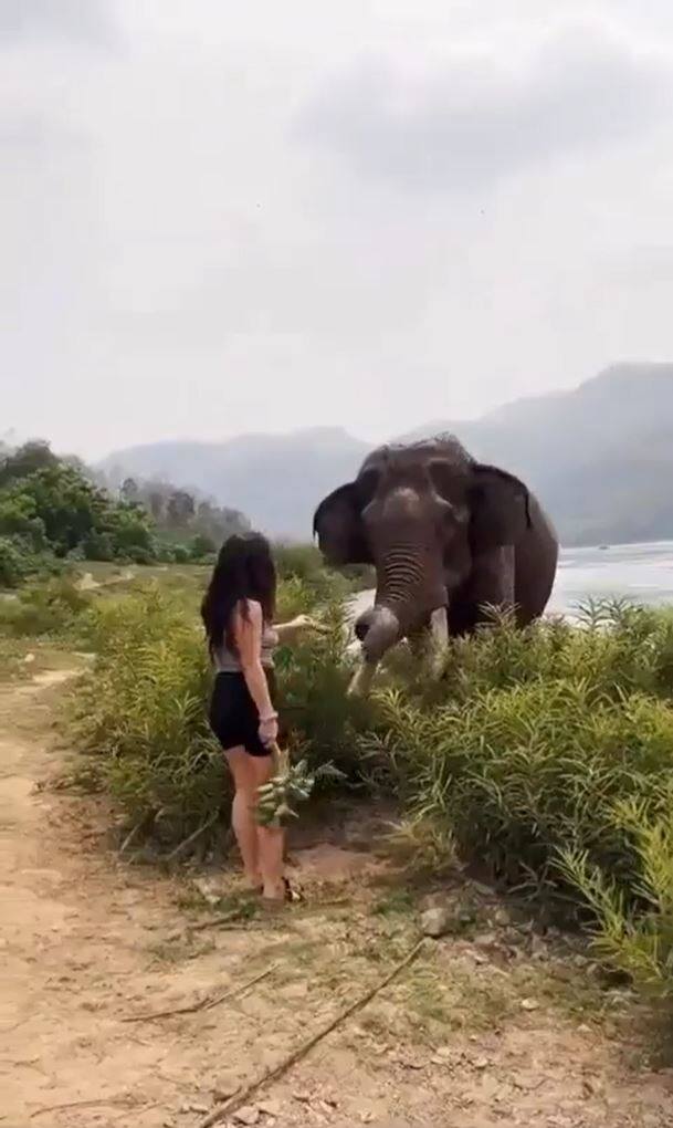 EN VIDÉO | Une touriste est projetée violemment par un immense éléphant ...