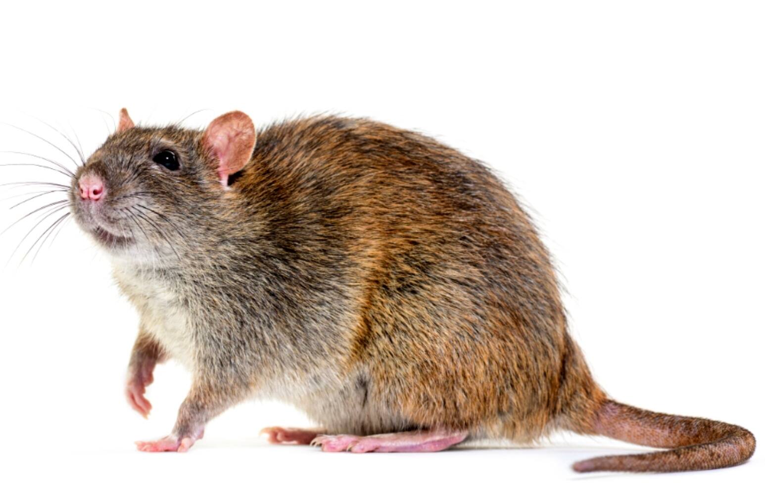 Plus de rats dans votre cour? C’est normal et voici pourquoi ils vont ...