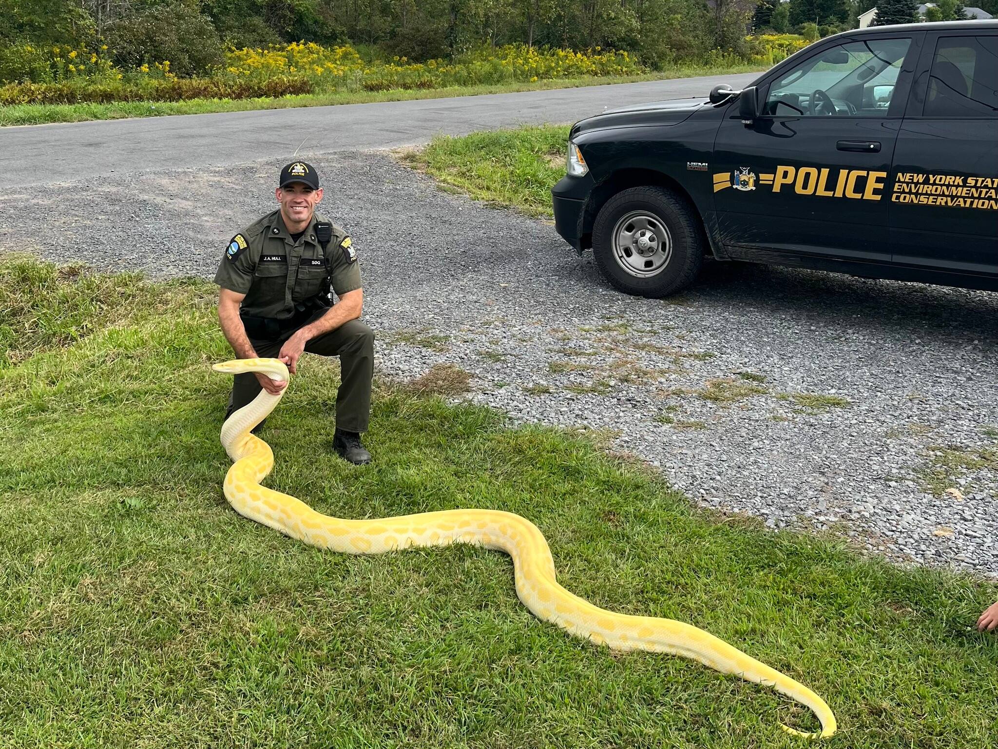 Plus de 13 pieds de long: un python illégal saisi dans une résidence ...