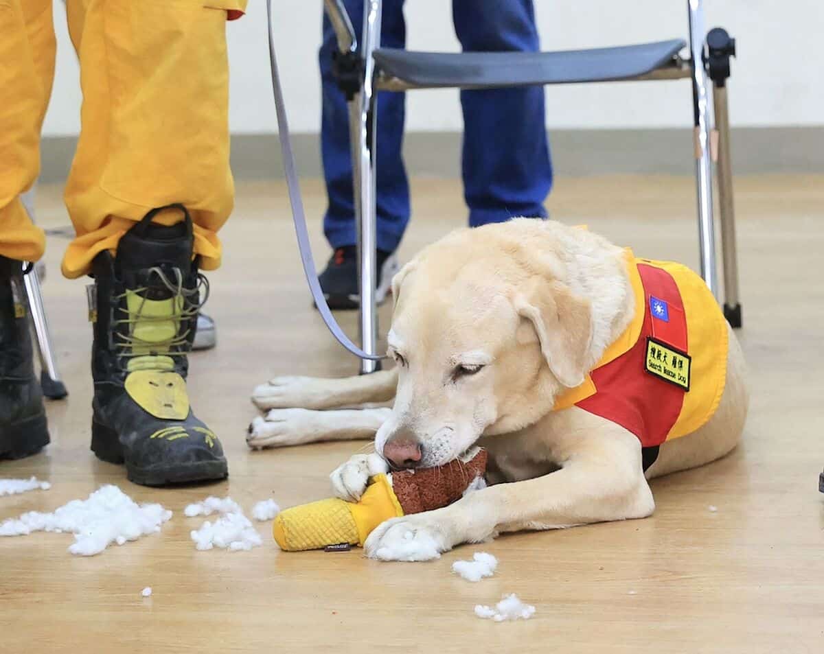 De chien renifleur de drogue à sauveteur: Roger conquit les coeurs ...
