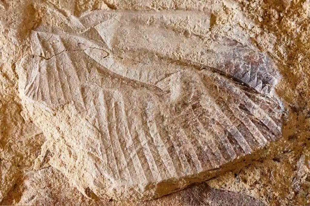 Une libellule de 75 millions d’années et des astéroïdes destructeurs | JDM