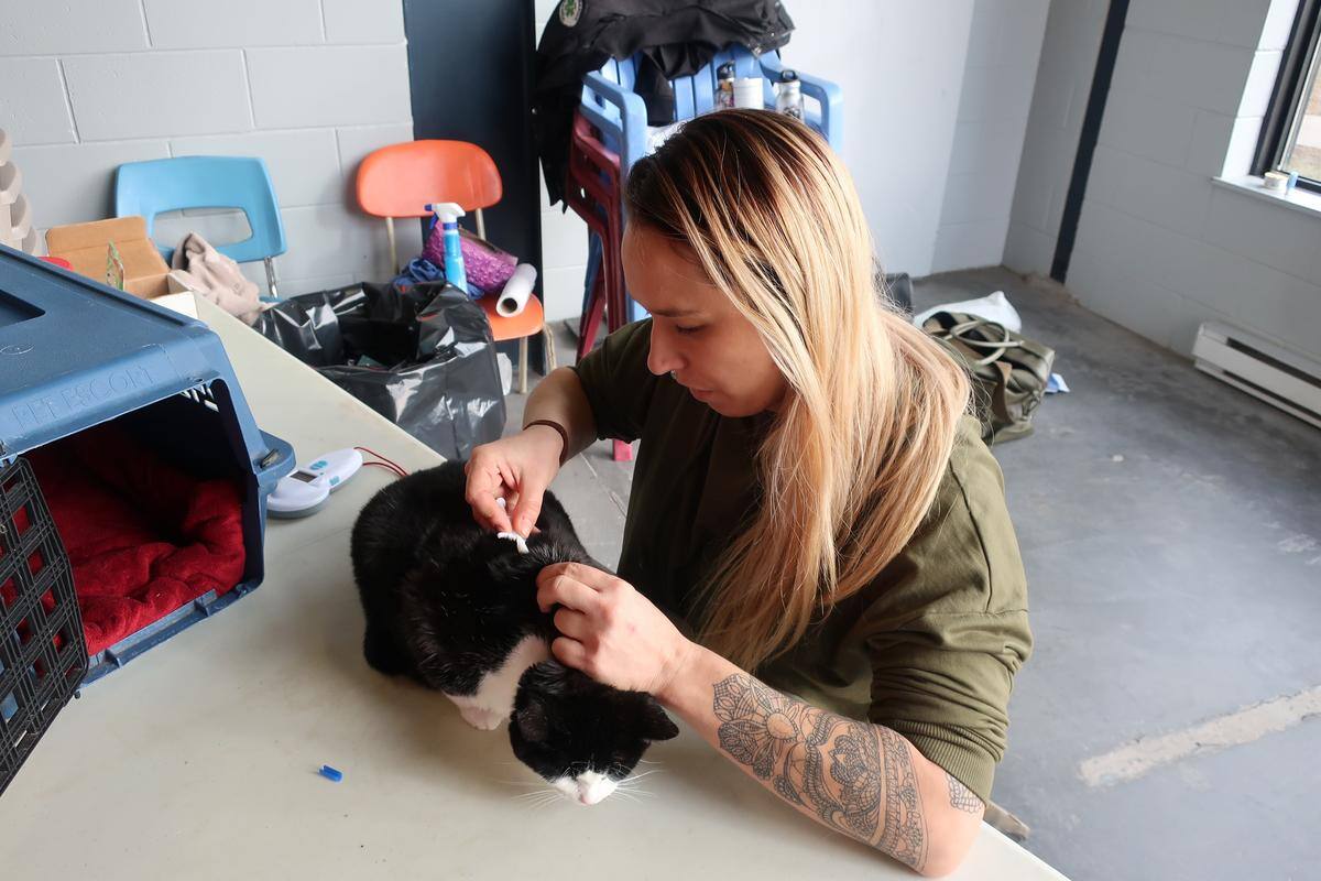 Micropuce obligatoire pour les animaux: le règlement entre en vigueur ...