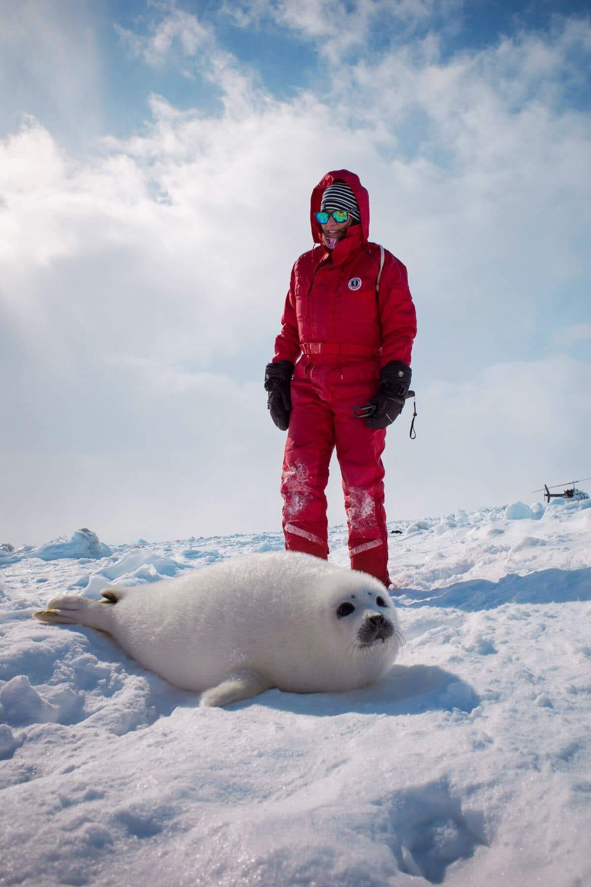 Observation touristique des blanchons aux Îles-de-la-Madeleine: la fin ...