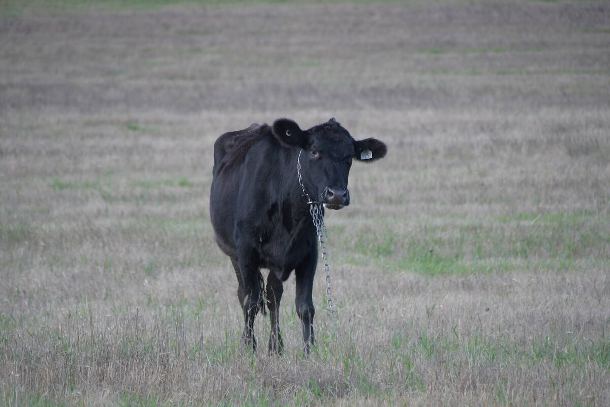 Une vache en fugue à Québec | Le Journal de Québec