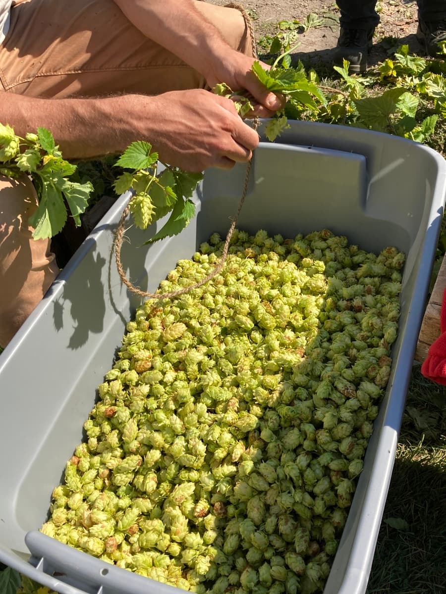 Culture du houblon sur la Côte-Nord: le défi relevé pour une deuxième ...