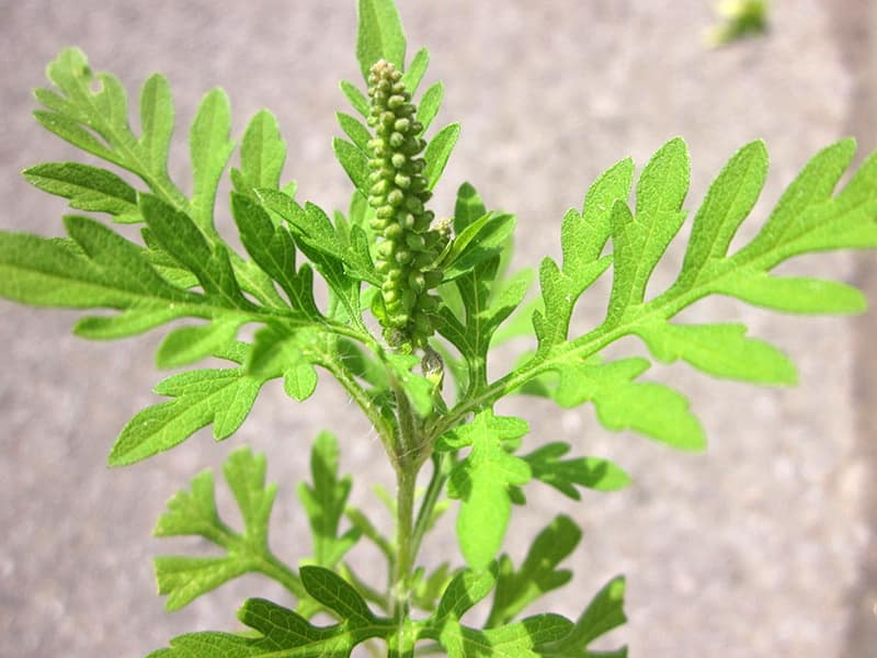 Lice Grass Control: Quebec Solution for Invasive Weed - NewsyList