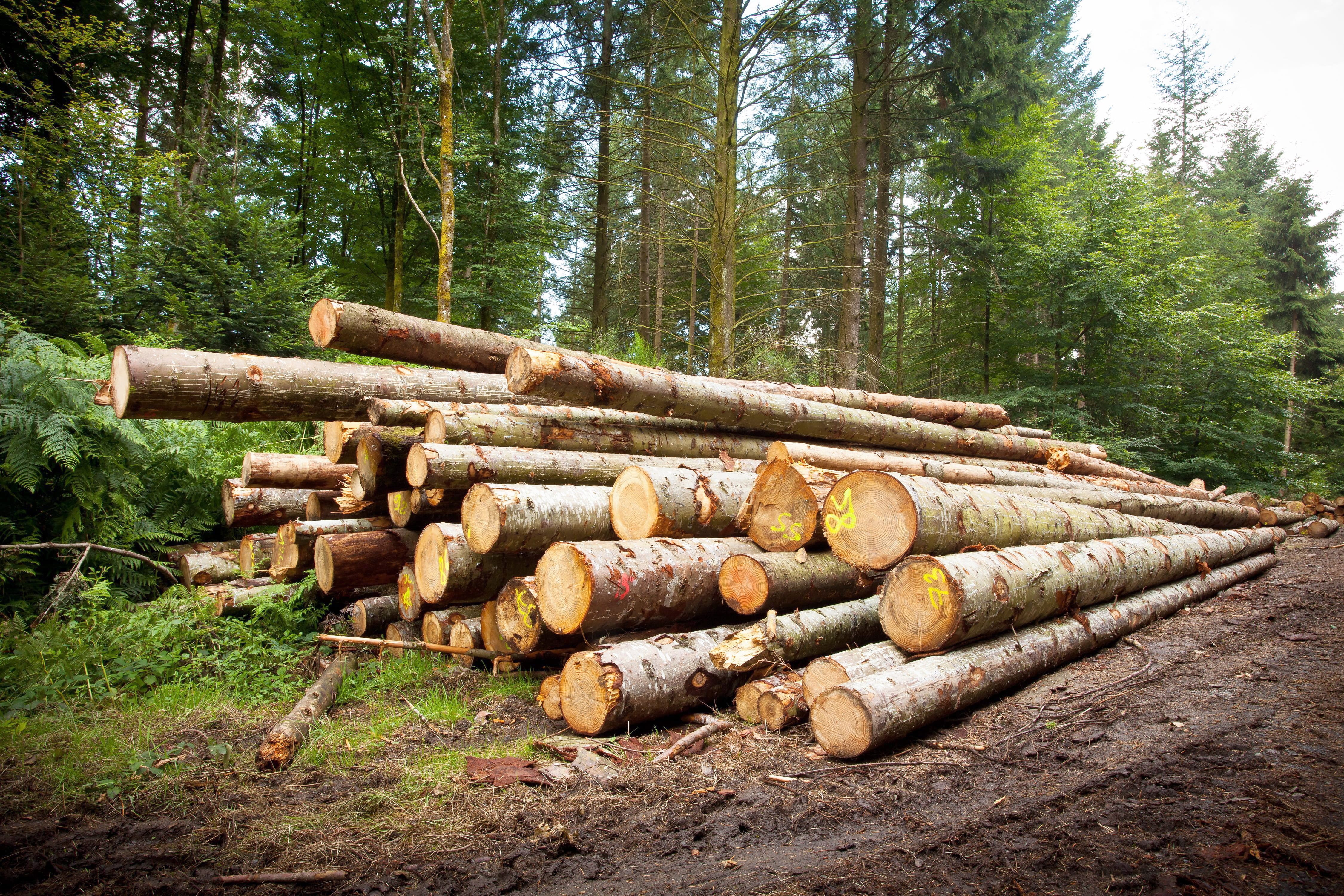 La réforme du régime forestier: vers une deuxième crise d’Oka? | JDM