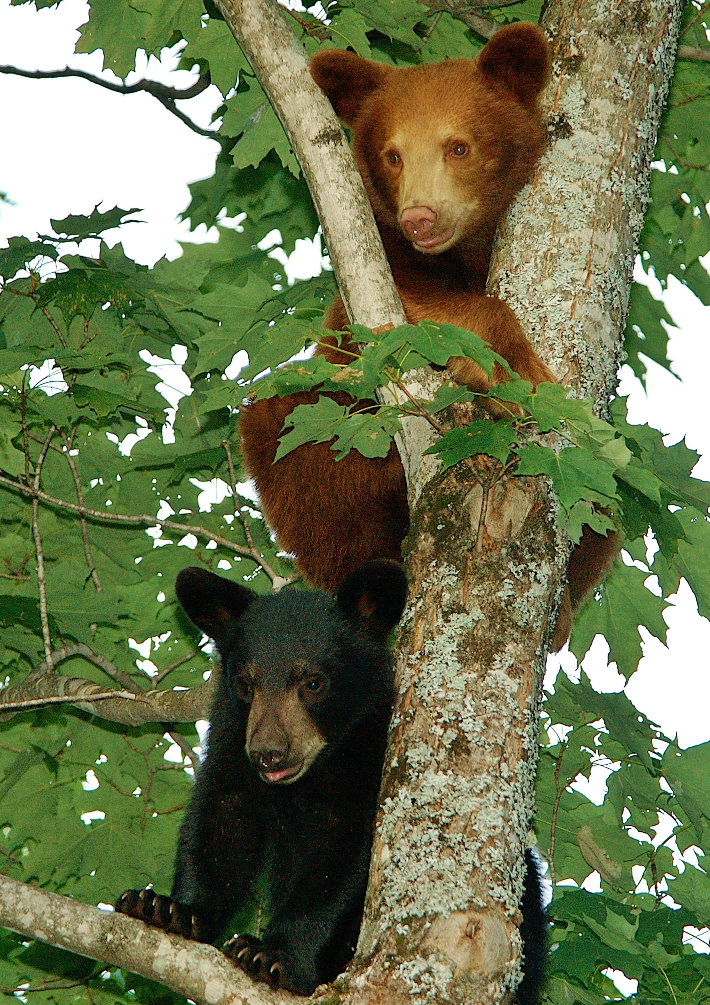 Une mystérieuse population d’ours bruns vit dans une forêt de l’ouest ...