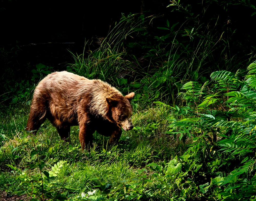 Une mystérieuse population d’ours bruns vit dans une forêt de l’ouest ...