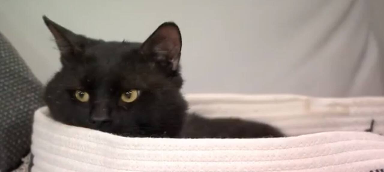 Le CT Scan : qu'est-ce que c'est? | Salut Bonjour