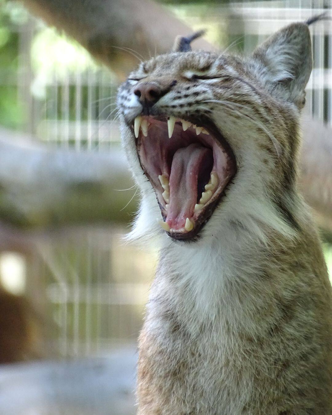 Un zoo propose aux particuliers de faire don de leur animal de ...