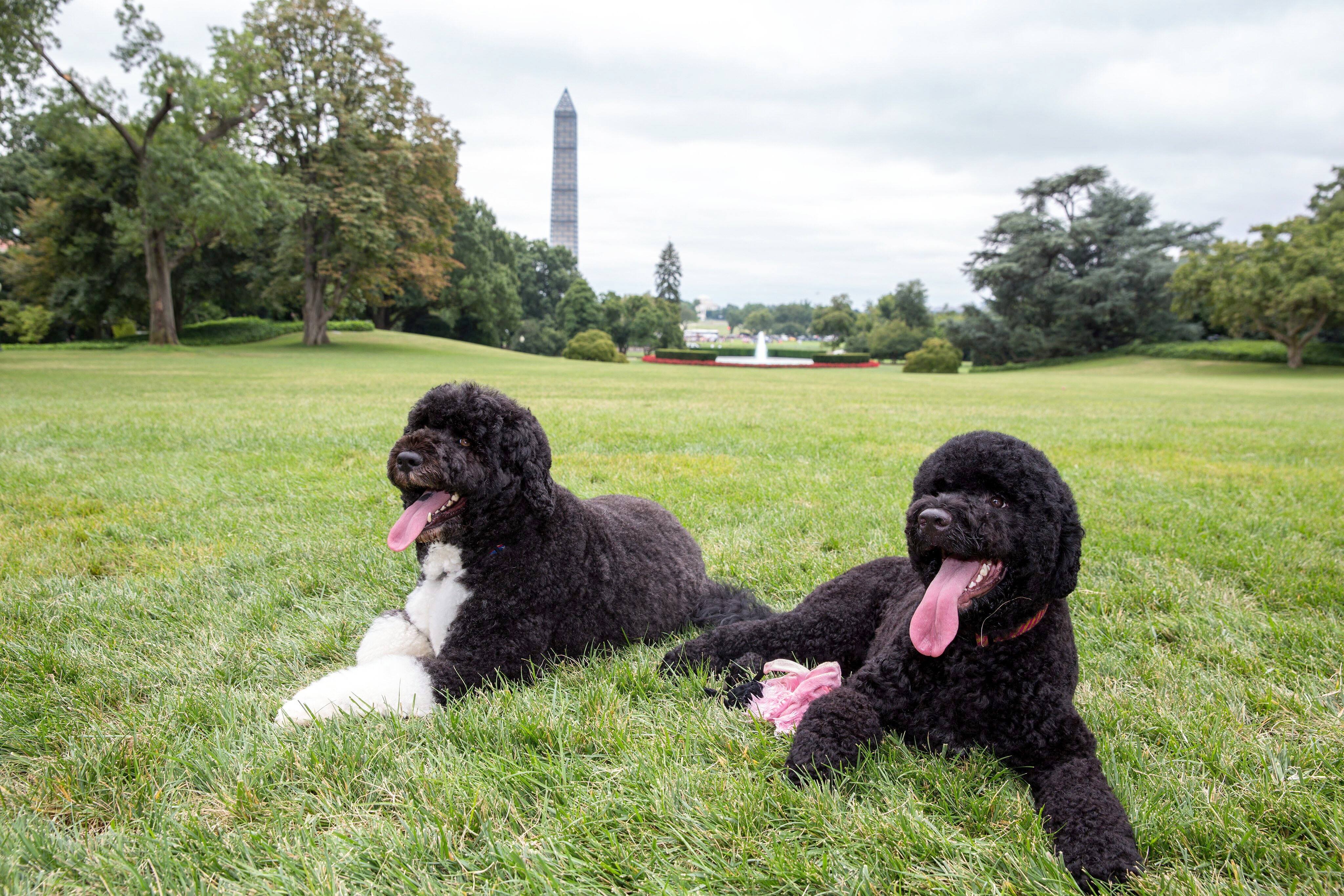 De George Washington à Joe Biden : les animaux de compagnie à la Maison ...