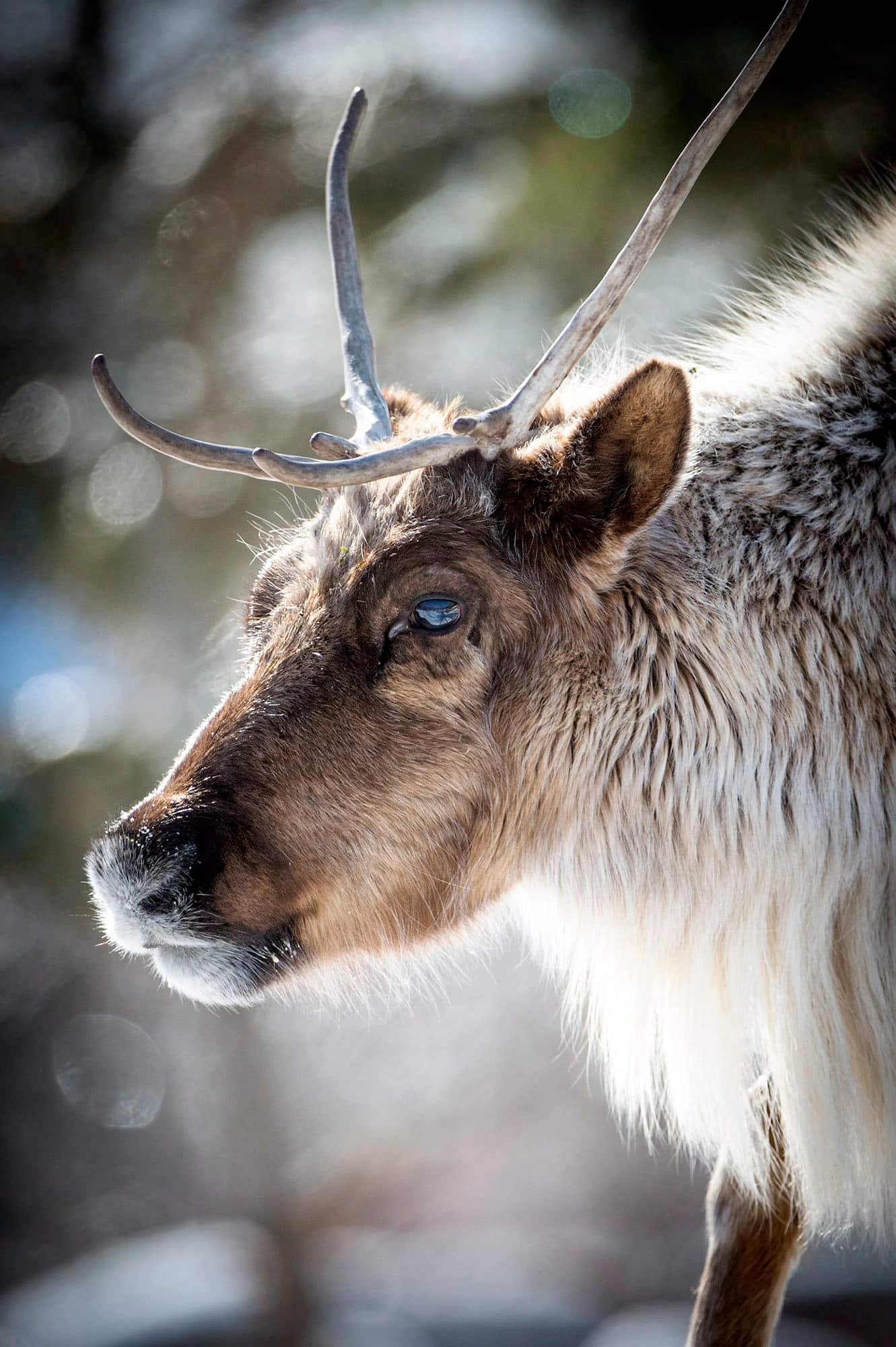 COP 15: Legault réussira-t-il le test du caribou forestier? | JDM