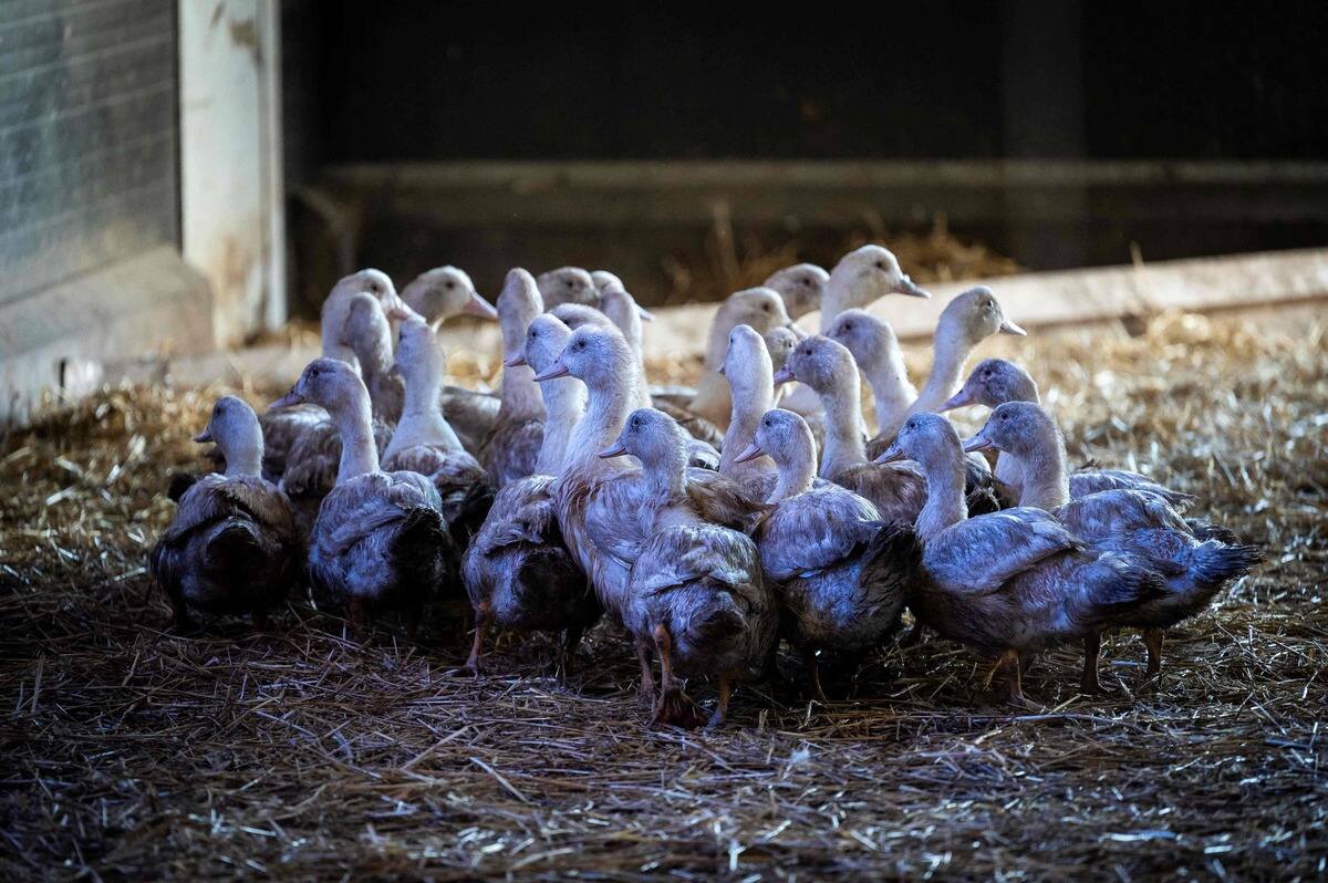 Grippe aviaire: le niveau de risque relevé «à son maximum» en France | JDQ