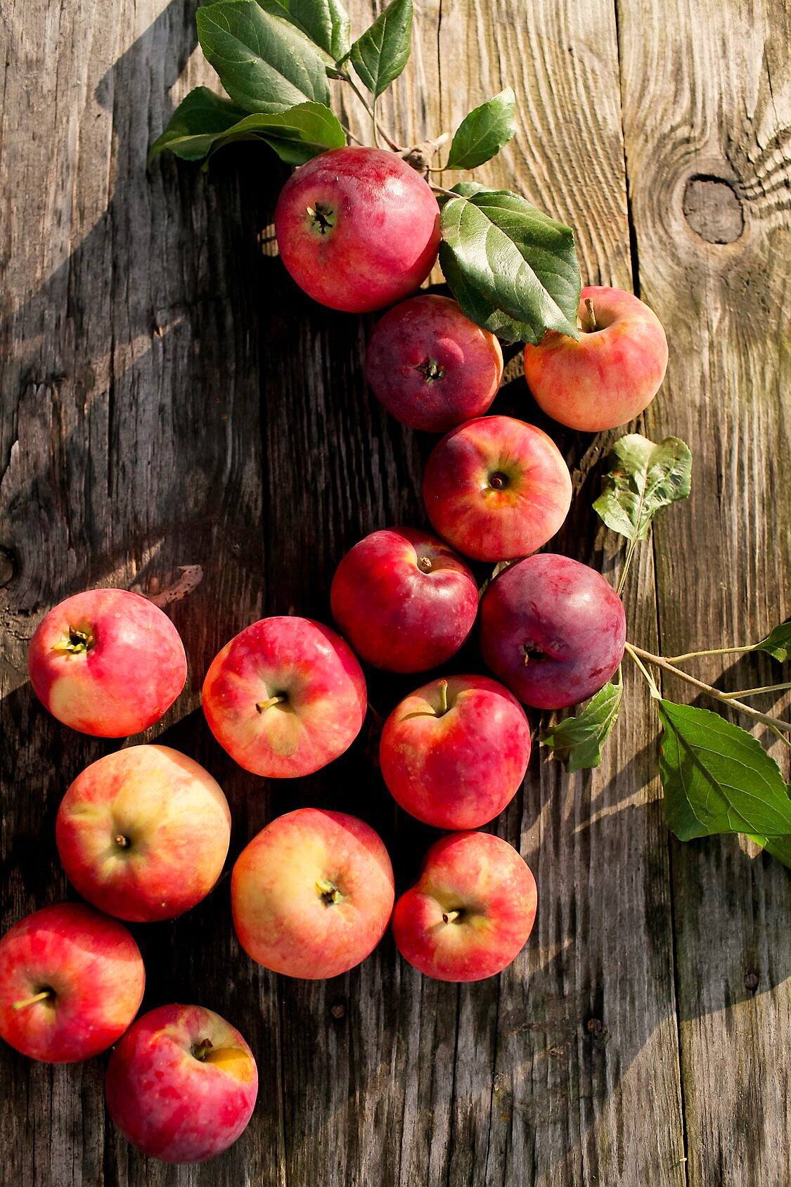 La pomme est le fruit le plus populaire du Québec... mais il ne vient ...