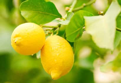 On découvre le citron Meyer | Coup de pouce