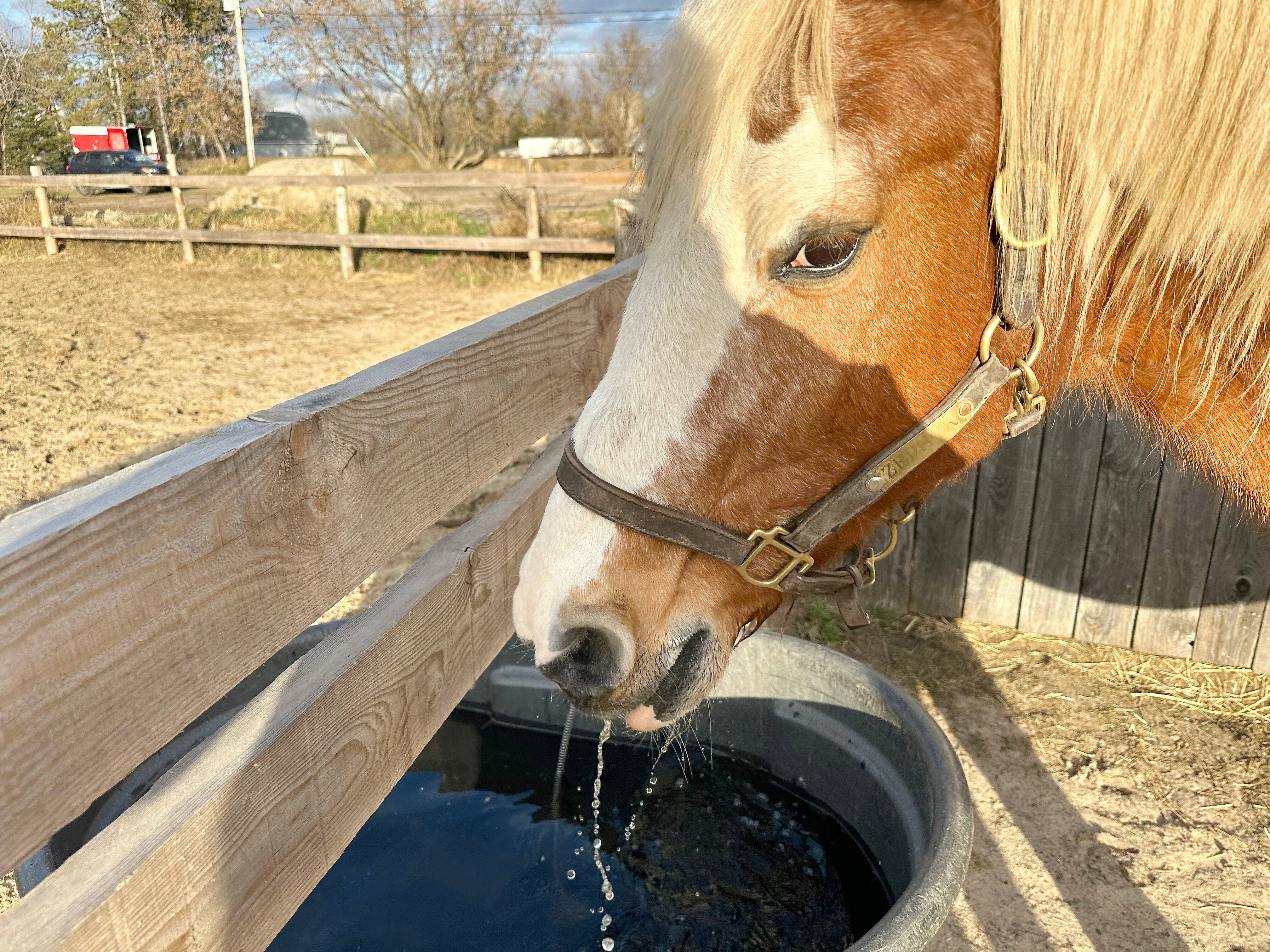 Voici ce que sont devenus les chevaux de calèche du Vieux-Montréal (et ...